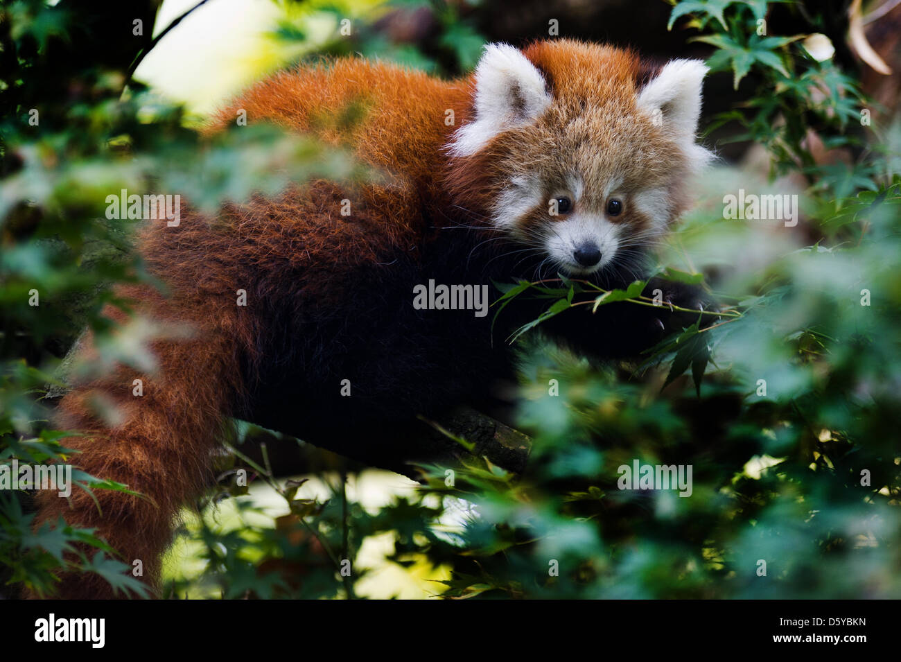 One of two Red Panda offsprings sits on a branch in its compound at the ...