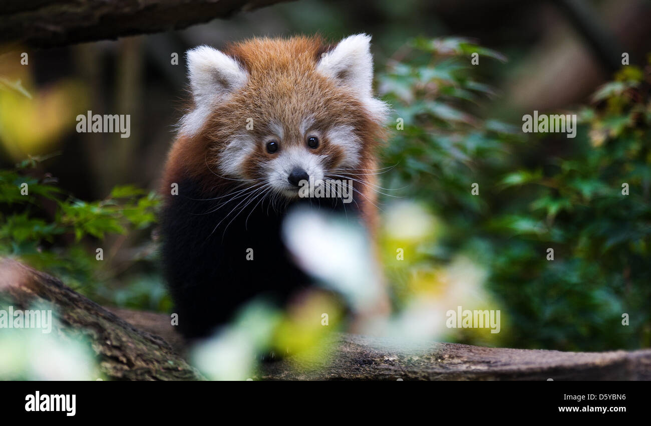 One of two Red Panda offsprings sits on a branch in its compound at the ...
