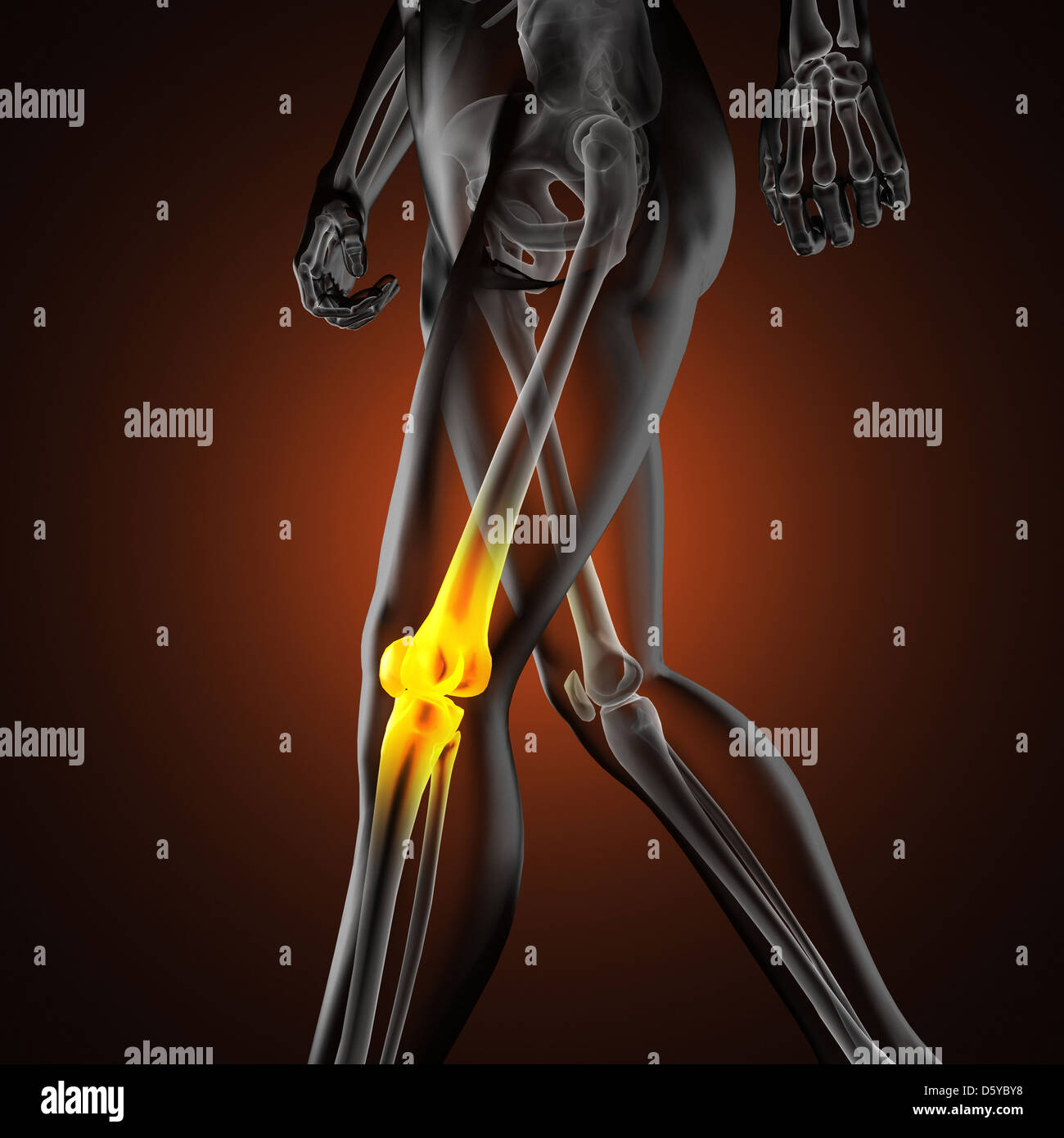 human radiography scan Stock Photo - Alamy