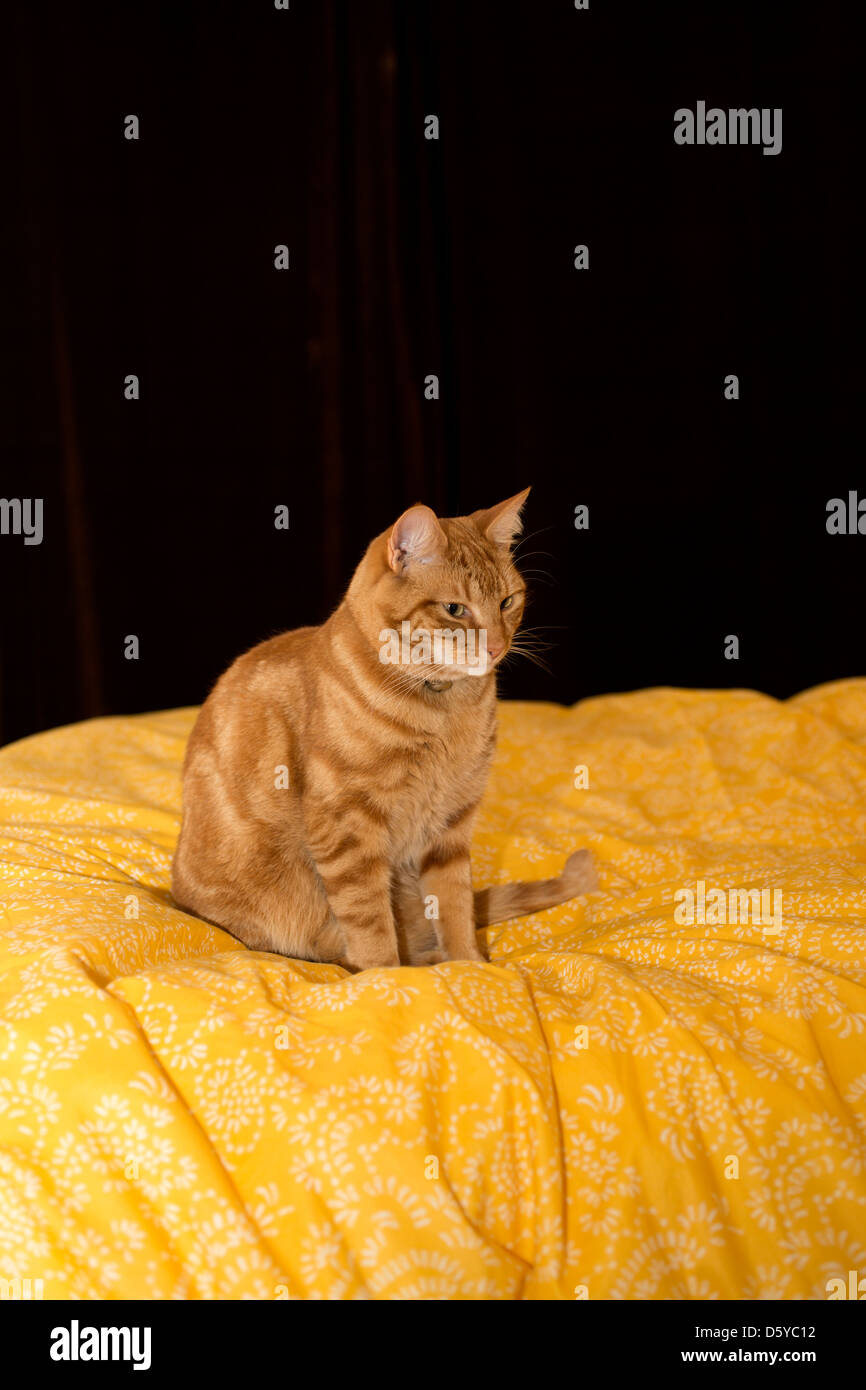 Ginger bed hi-res stock photography and images - Alamy