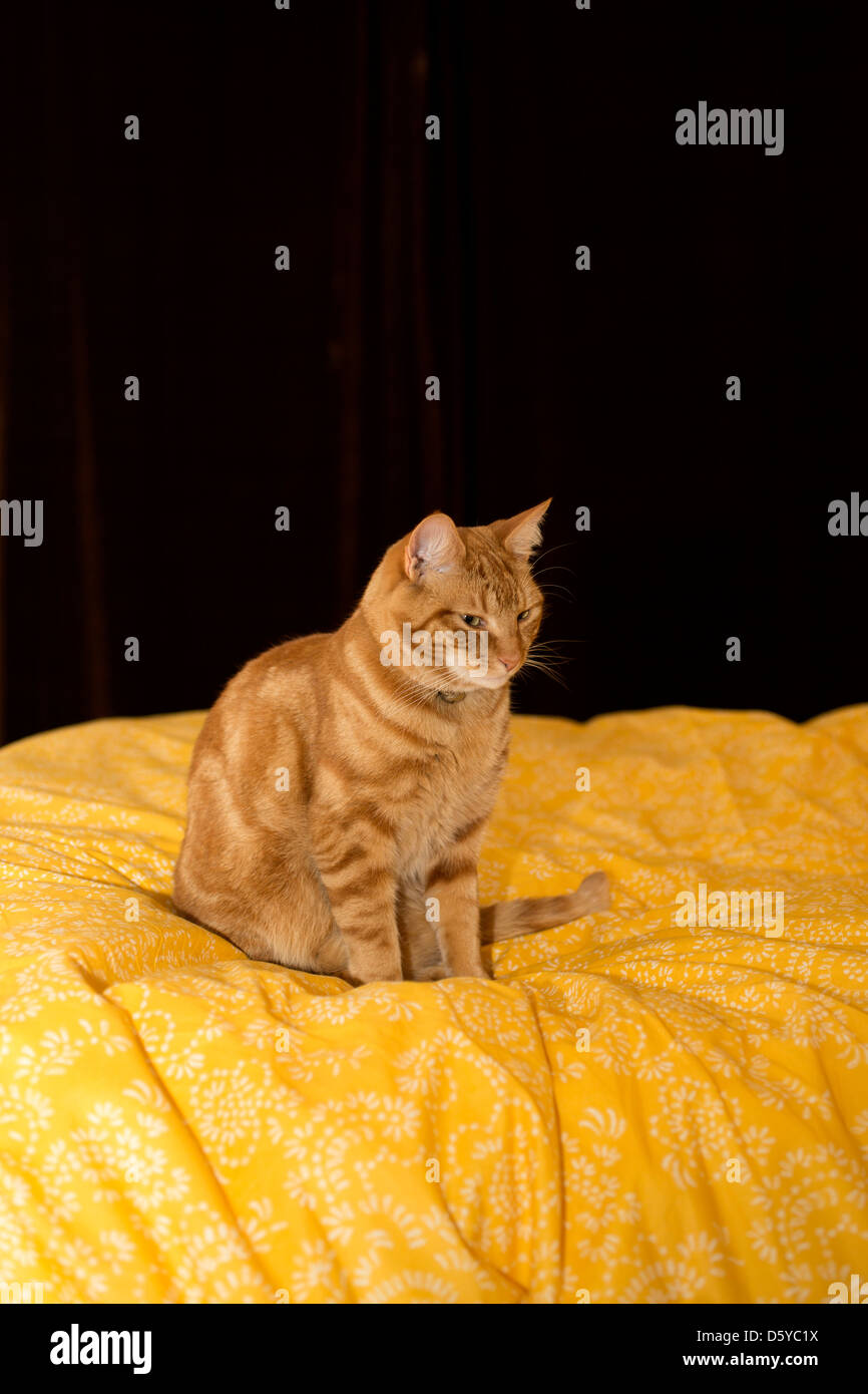 ginger cat sitting on bright yellow sheet Stock Photo - Alamy