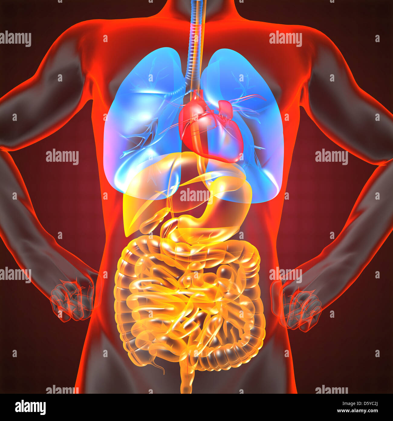 human entrails radiography Stock Photo - Alamy