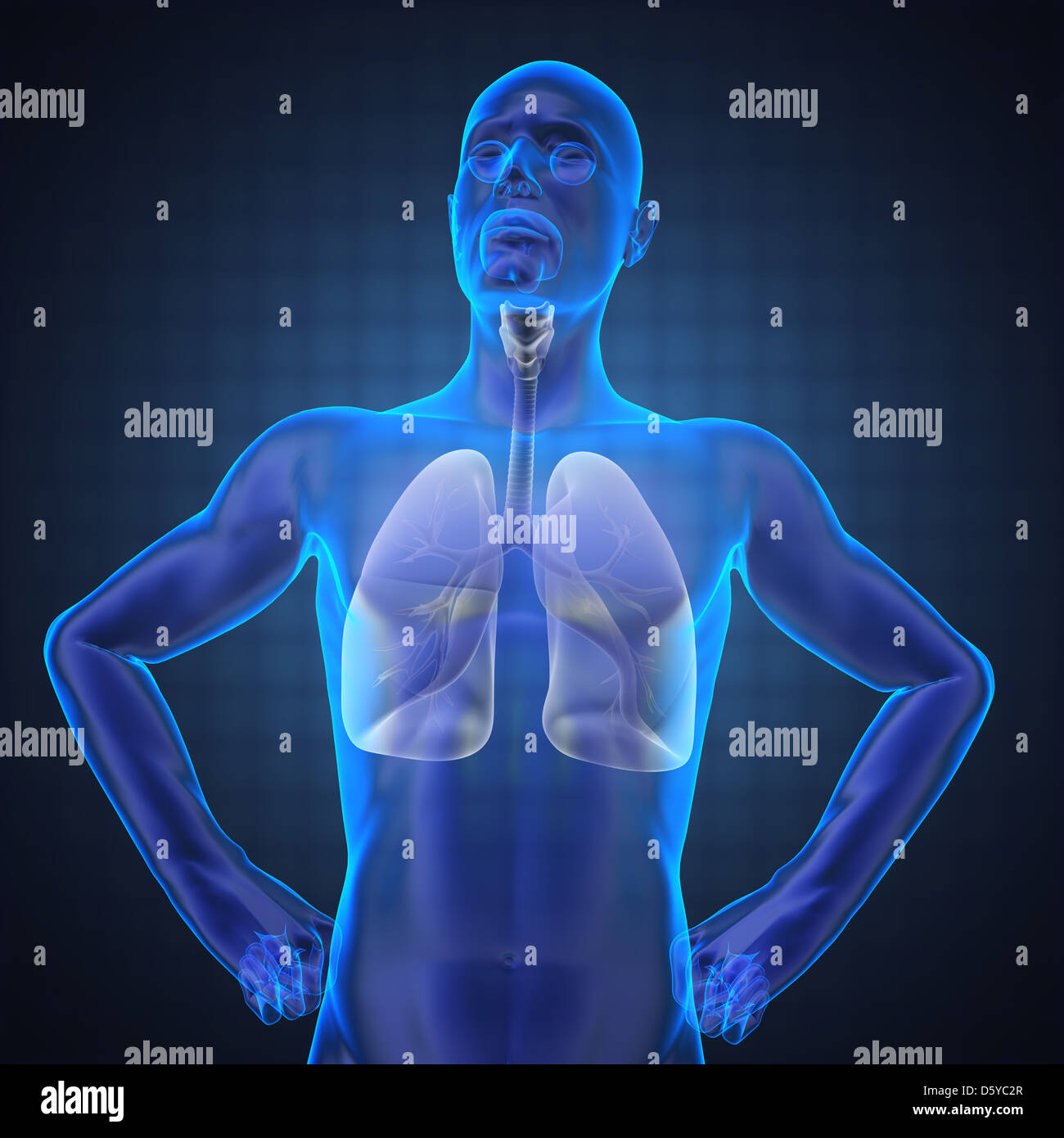 human chest radiography Stock Photo - Alamy