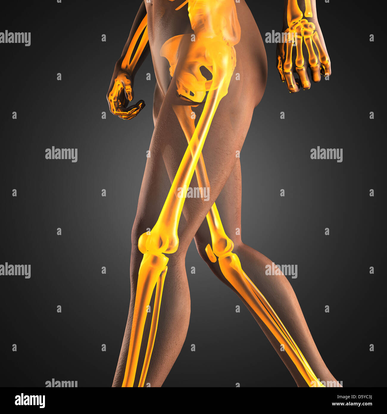 human radiography scan Stock Photo - Alamy