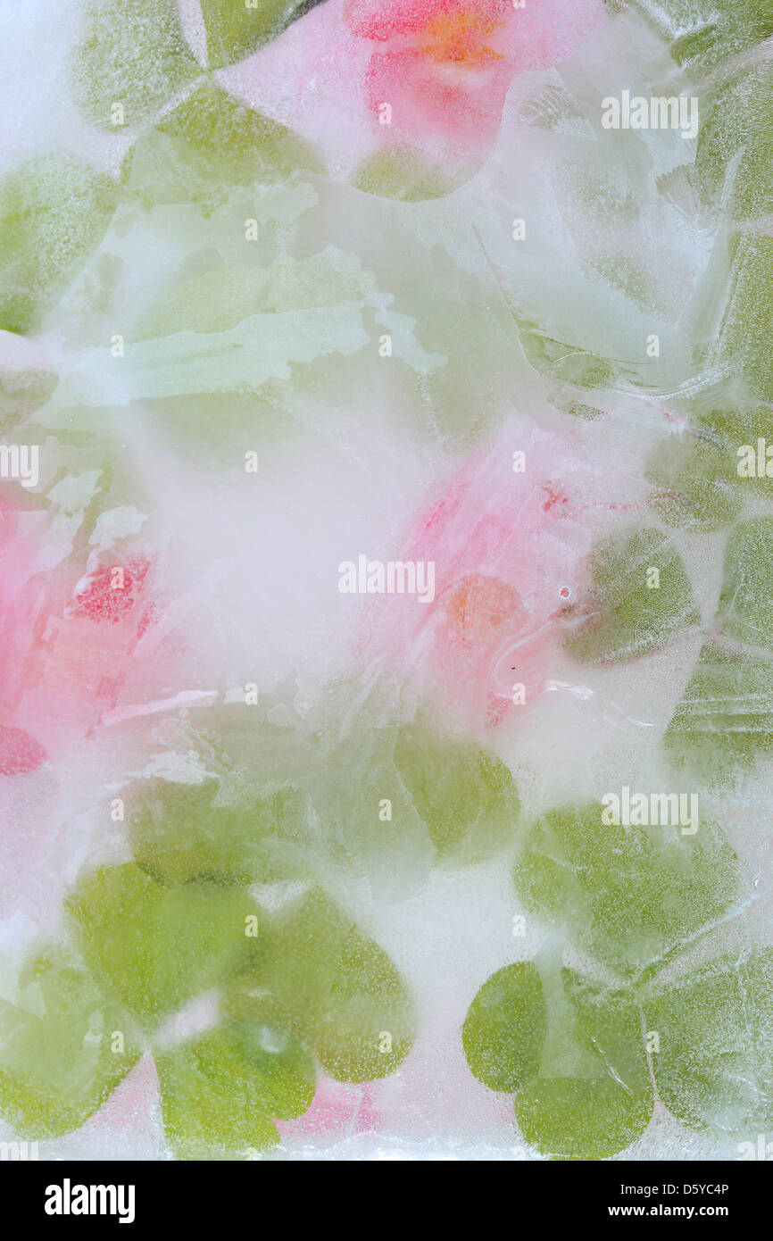 Flower and Clover in Ice Stock Photo - Alamy