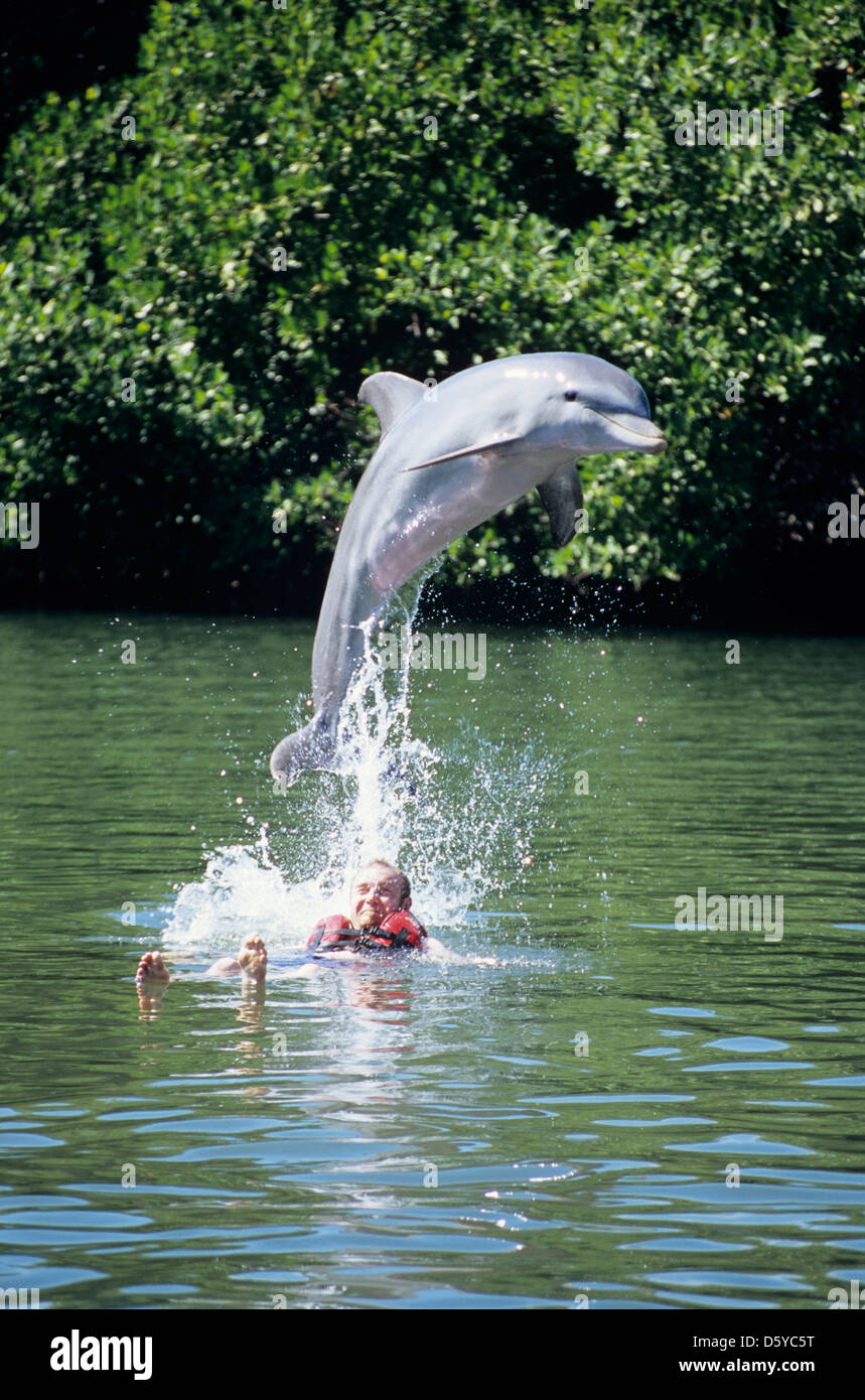 Dolphin island park hi-res stock photography and images - Alamy