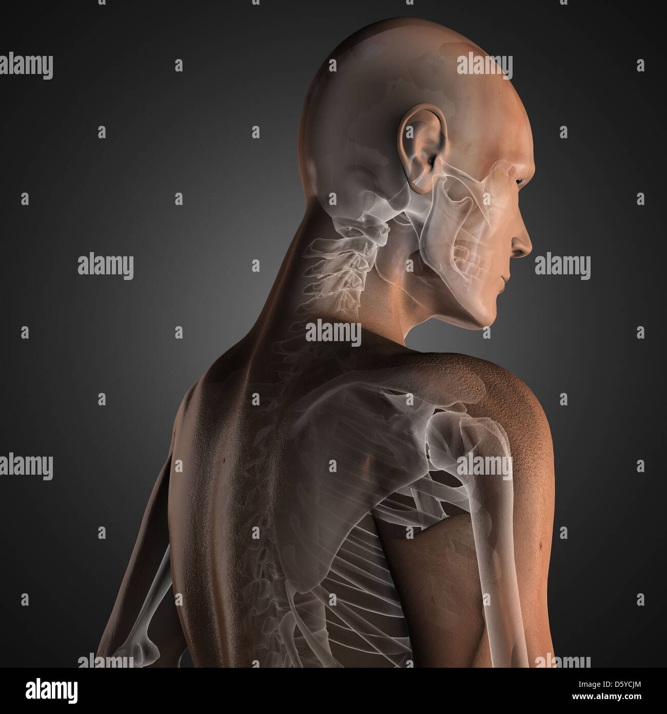 human radiography scan Stock Photo - Alamy