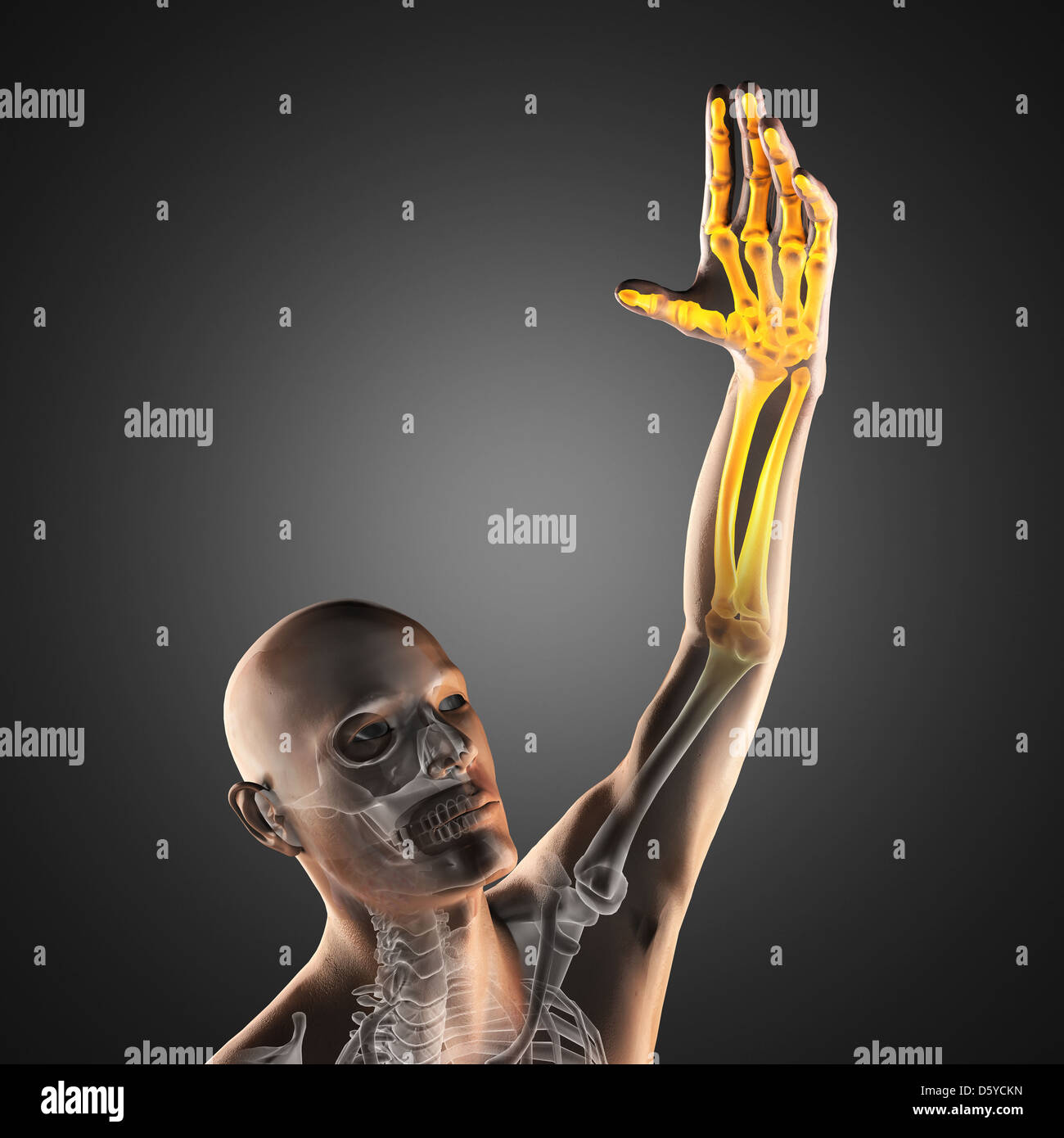 human radiography scan Stock Photo - Alamy