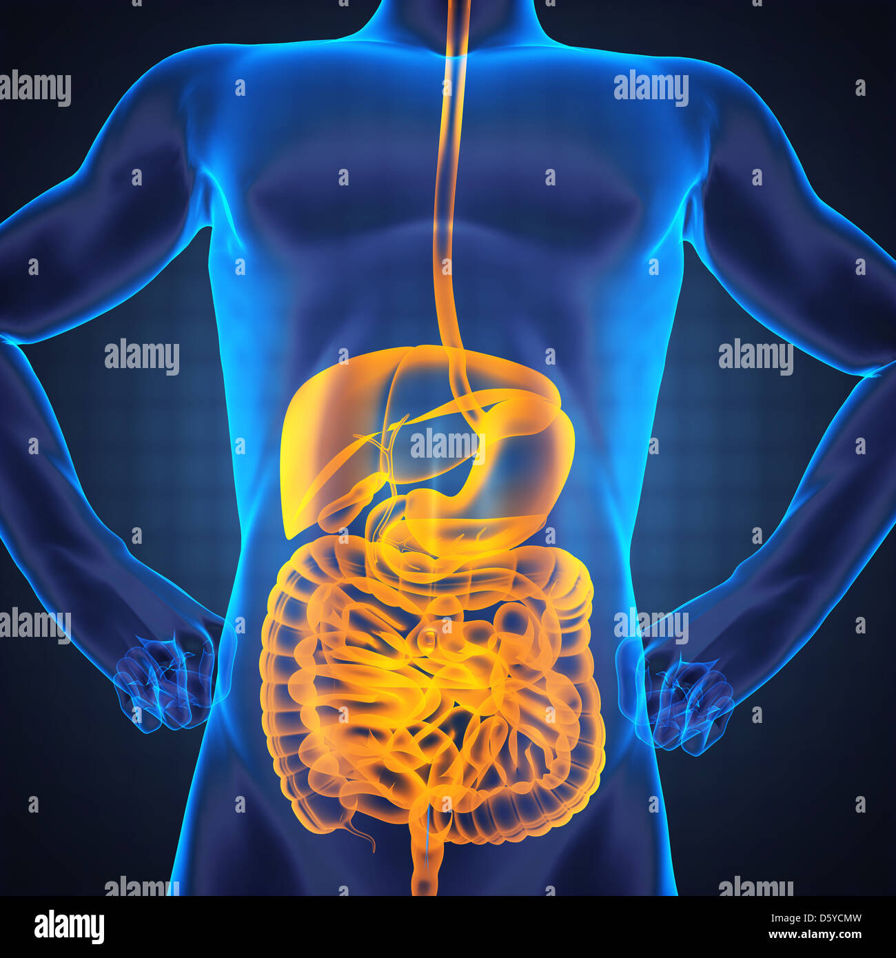 Human Entrails Radiography Scan High Resolution Stock Photography and ...