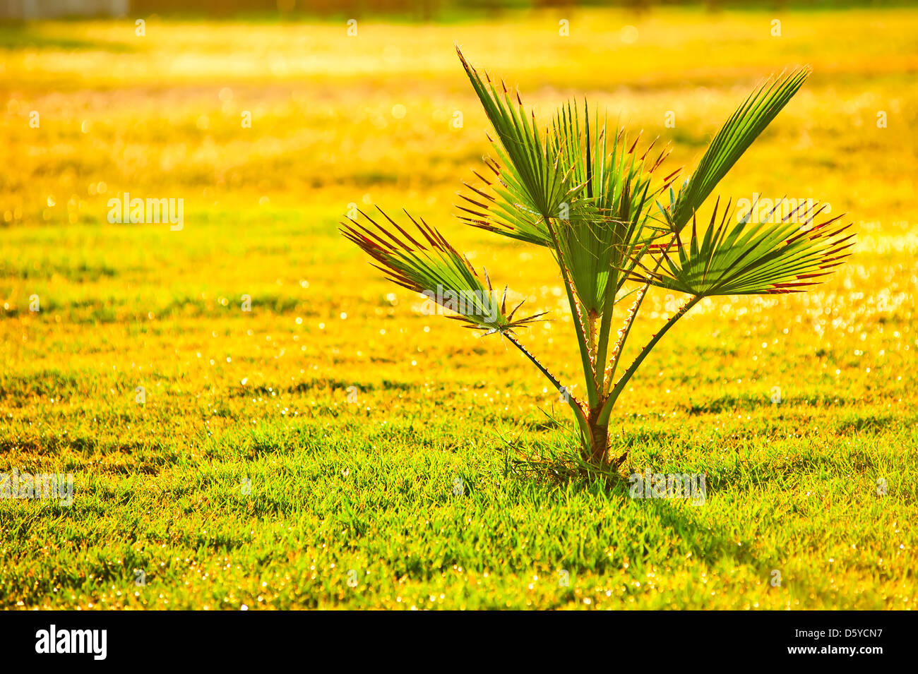Grass green tree in hi-res stock photography and images - Alamy