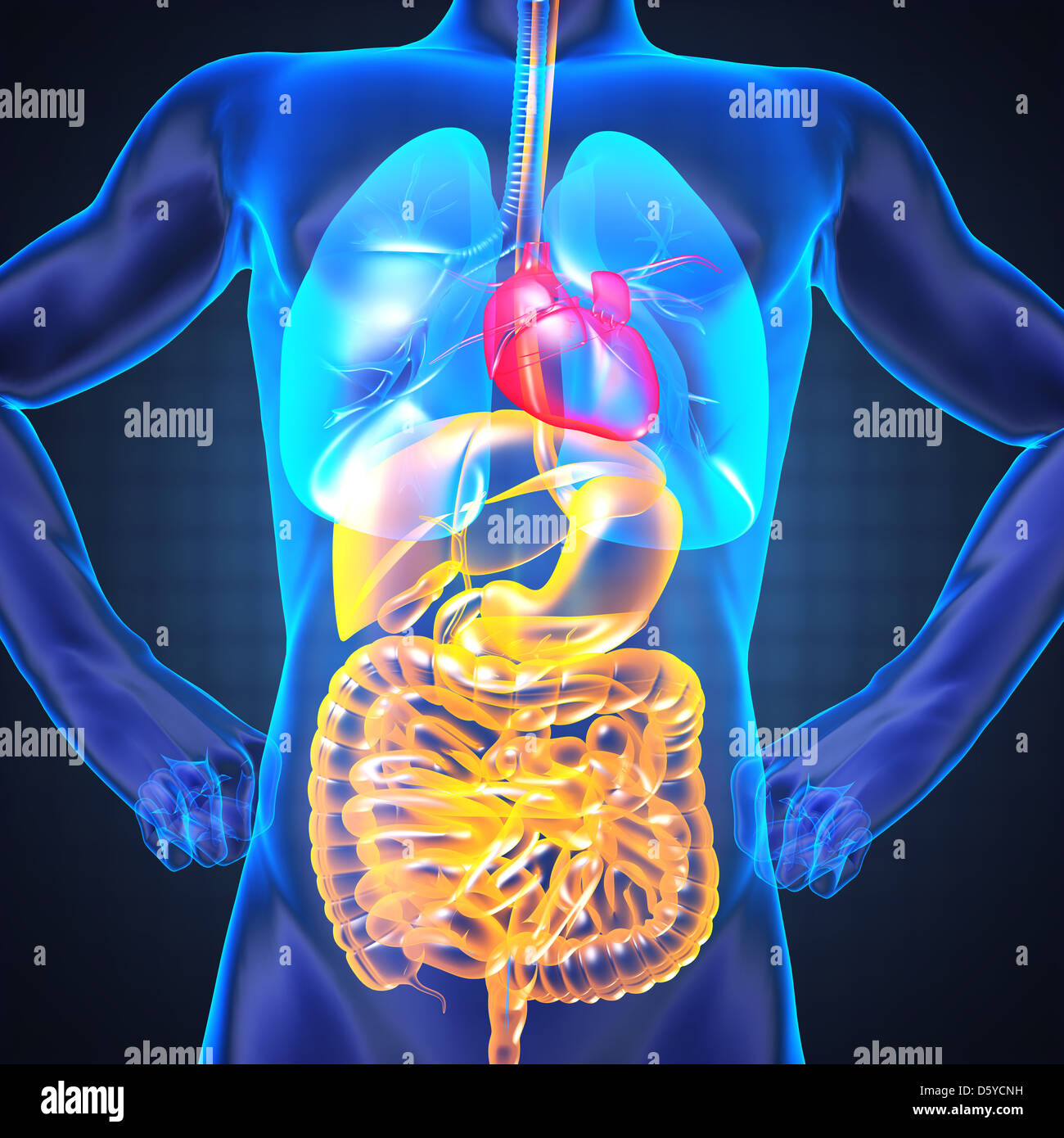 Human Entrails Radiography Scan High Resolution Stock Photography and ...
