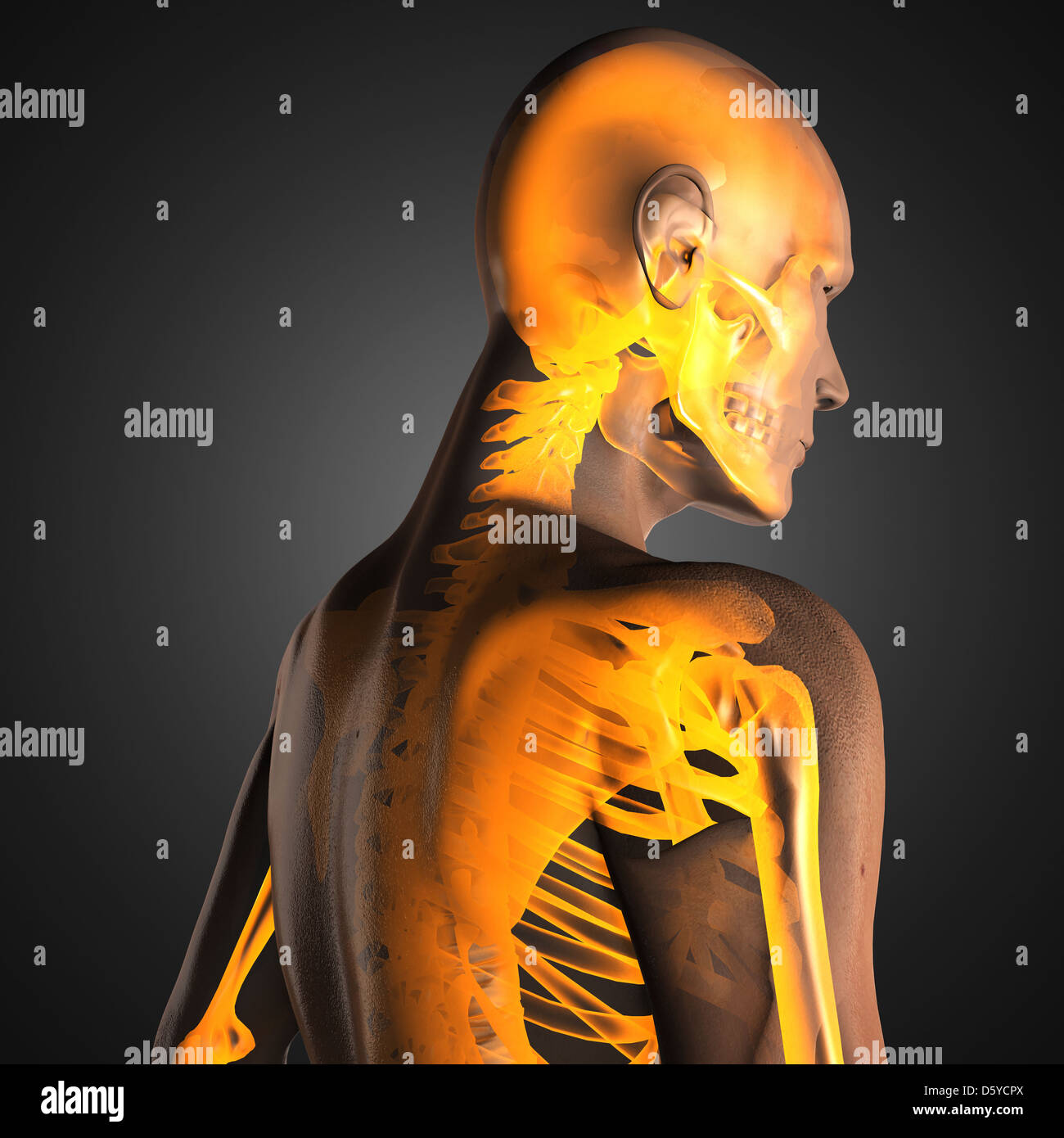 human radiography scan Stock Photo - Alamy
