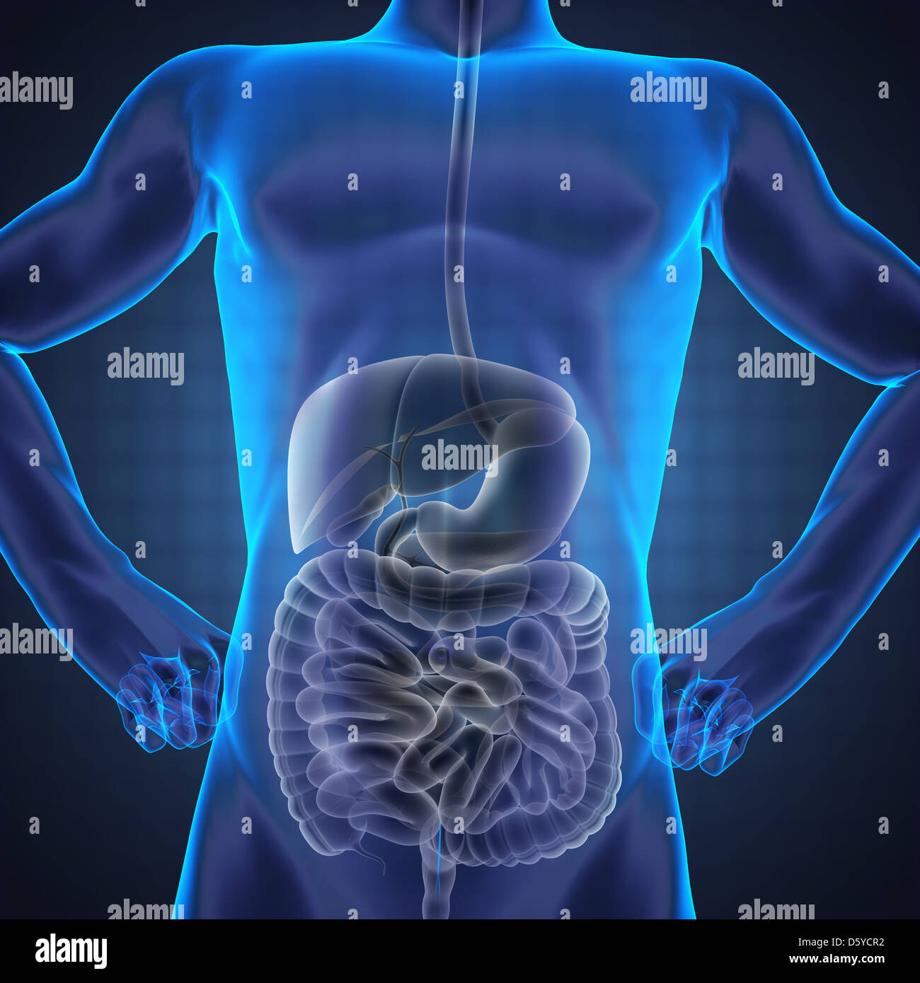 human entrails radiography Stock Photo - Alamy