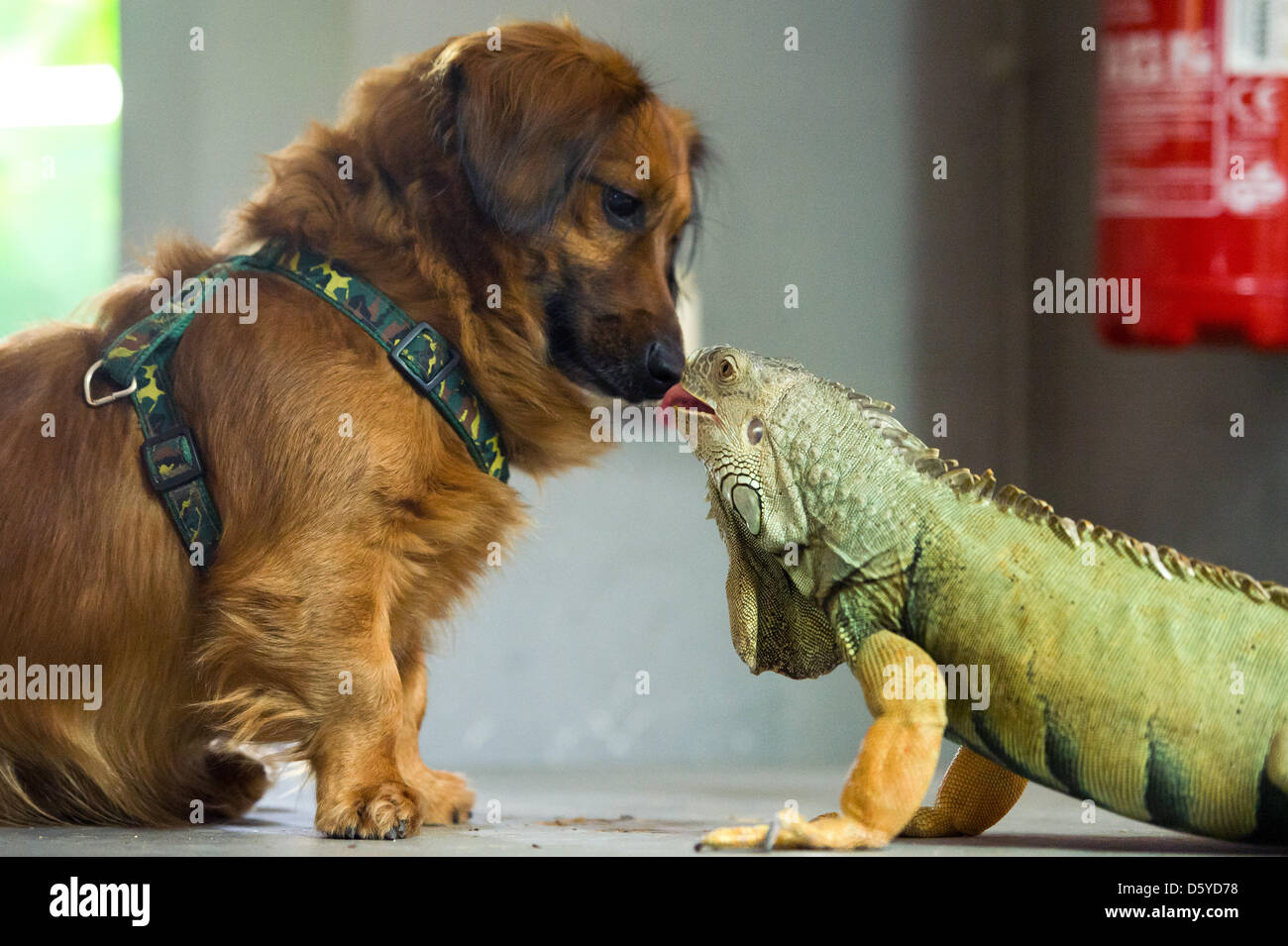 The green iguana Otto stands opposite to dachshund Rambo at the zoo in ...