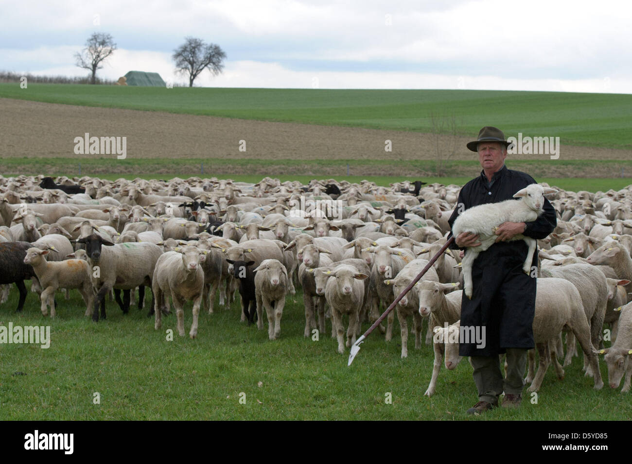 Shepherd Hermann Gulde holds a lamb in front of a flock of sheep herd ...