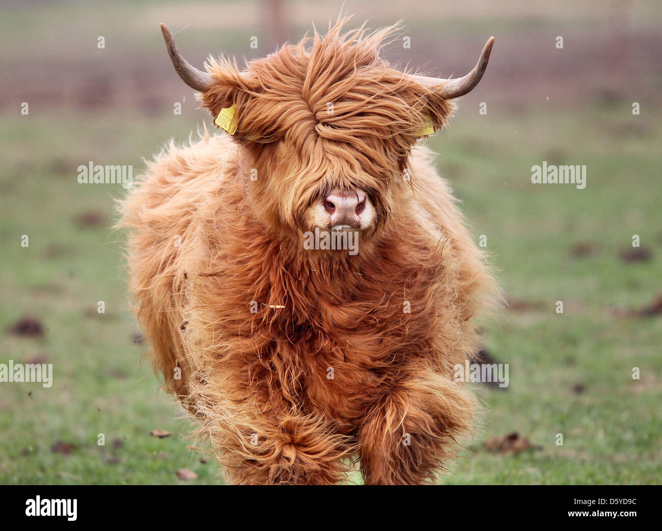 Good natured cattle hi-res stock photography and images - Alamy