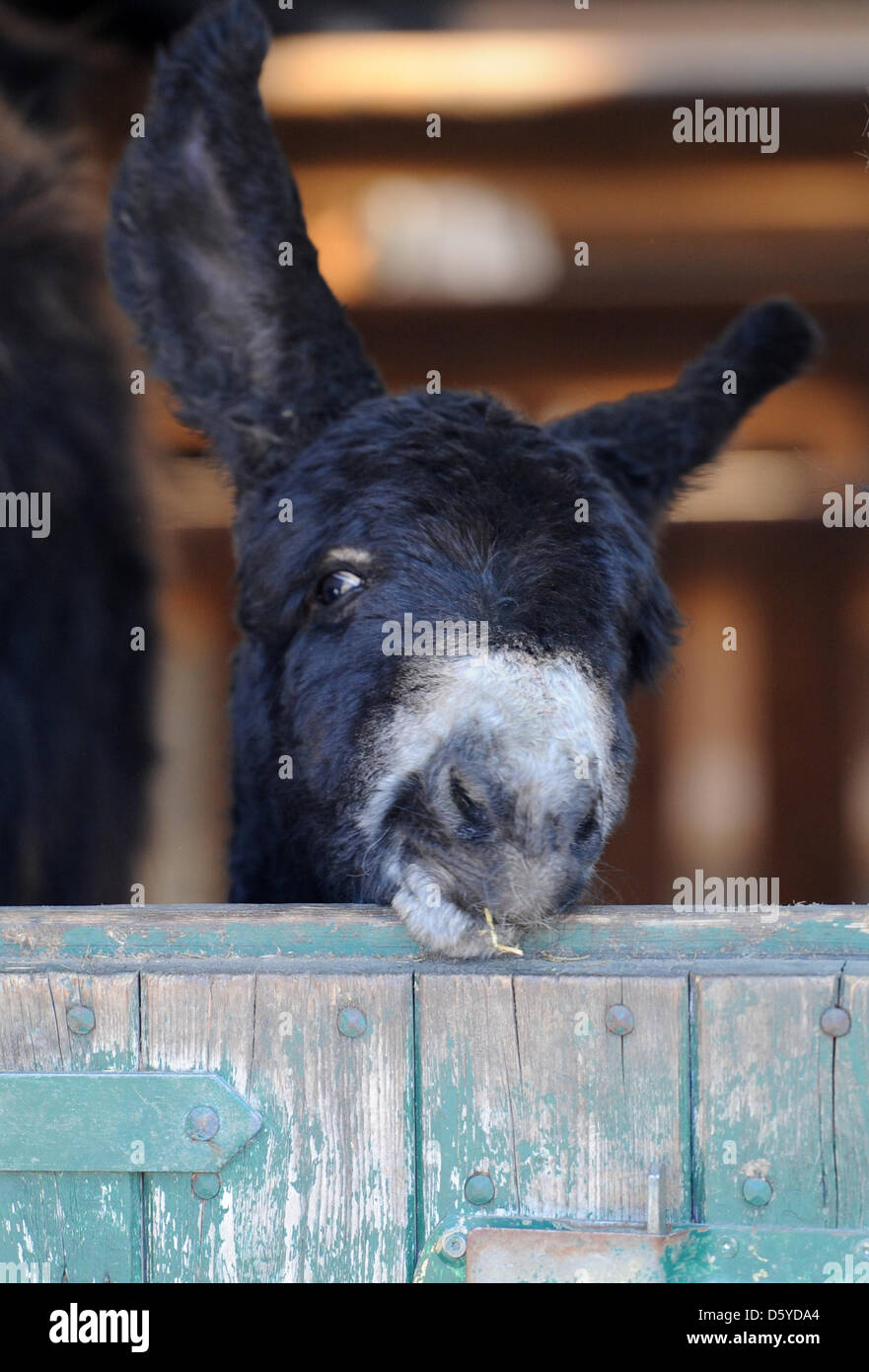 Poitou donkey stallion 'Charles' is pictured in his barn at zoo Arche ...