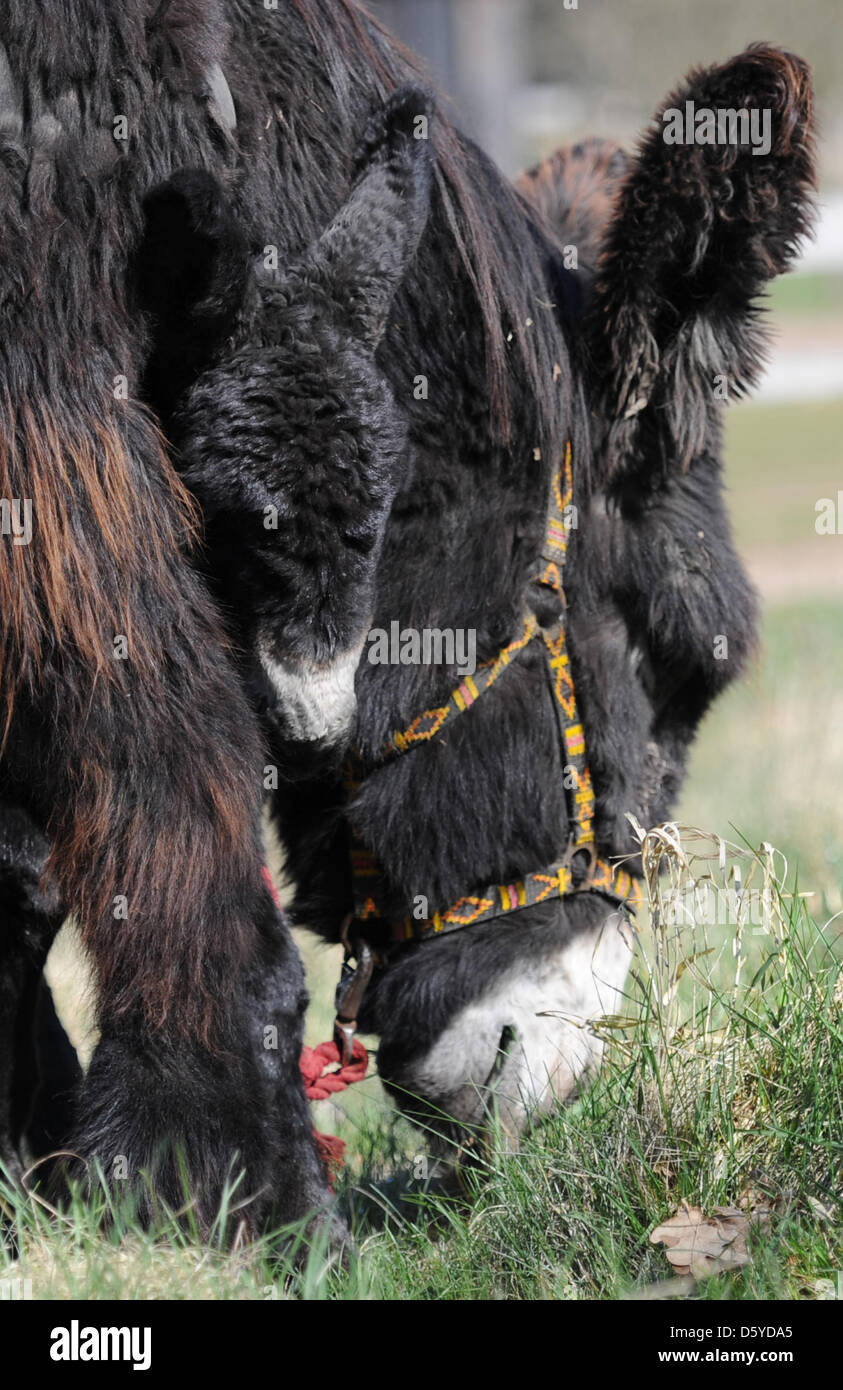 Poitou donkey stallion 'Charles' and his mother Tadjine are pictured on ...