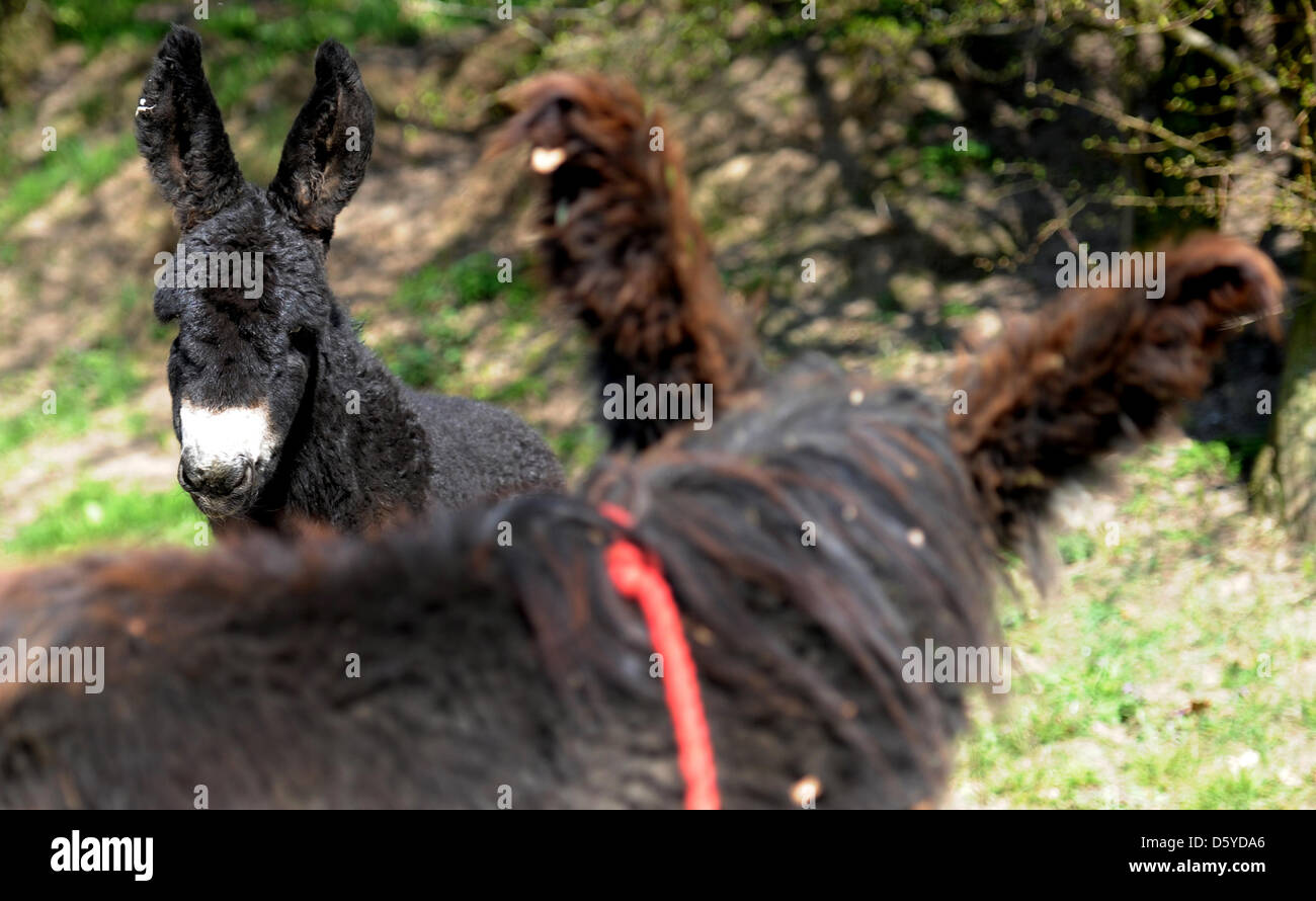 Poitou donkey stallion 'Charles' (L) and his mother Tadjine are ...