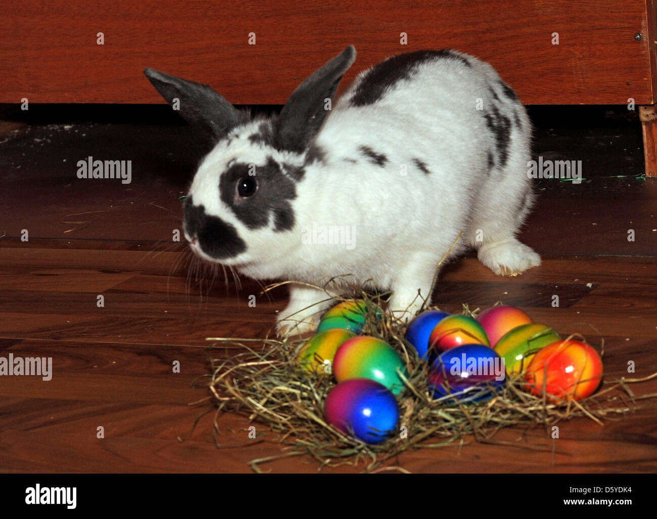 ILLUSTRATION - An illustrated picture shows Bunny 'Nanni' sniffing ...