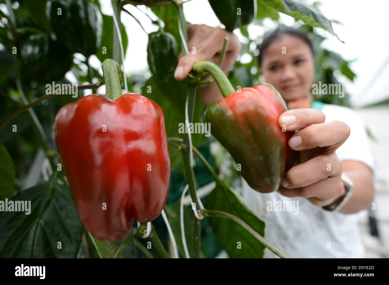 Supharat Bodmann, greenhouse foreperson, harvest bell peppers in the ...