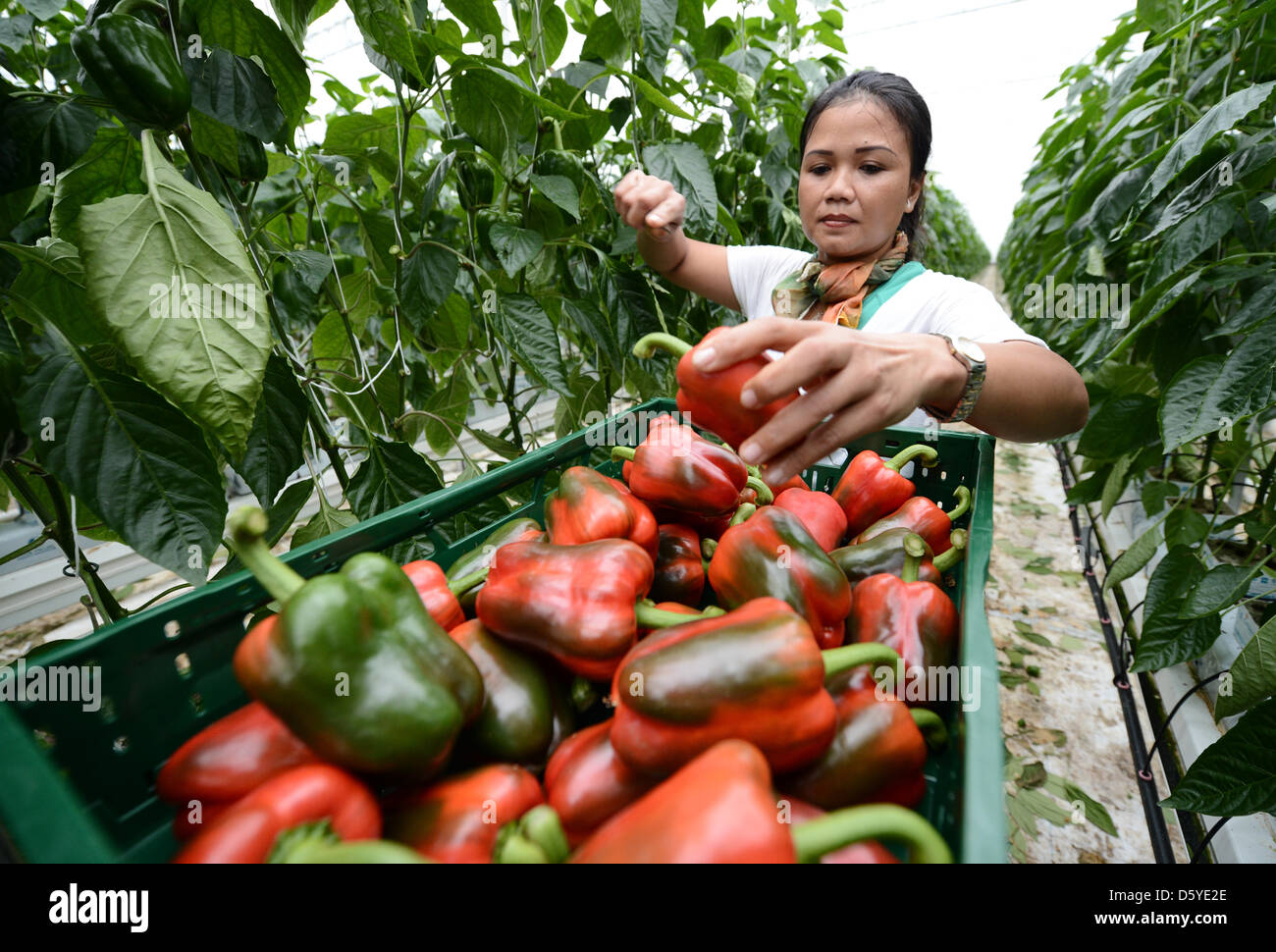 Supharat Bodmann, greenhouse foreperson, harvest bell peppers in the ...