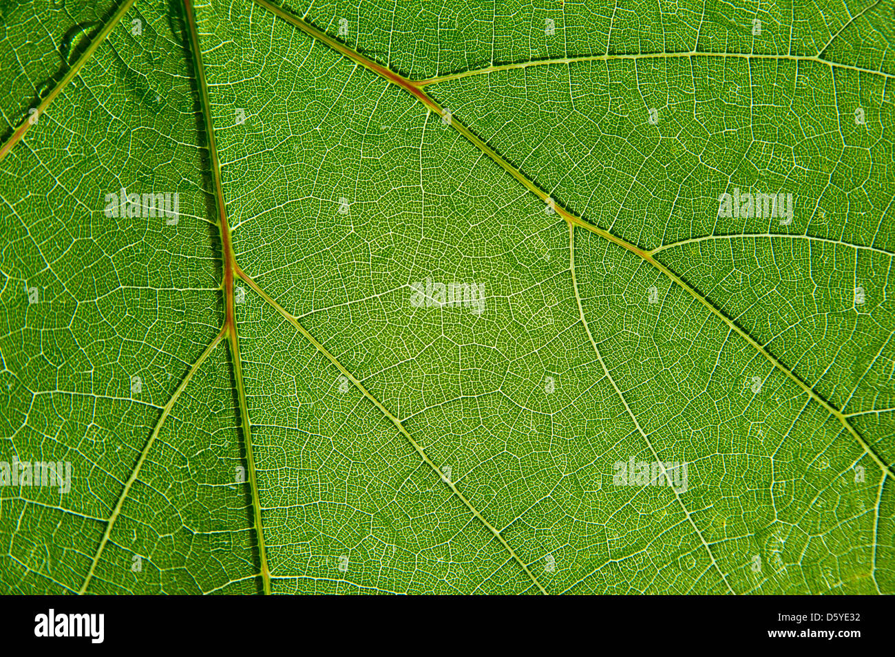Green transparent vine leaf with venation and water drops Stock Photo ...