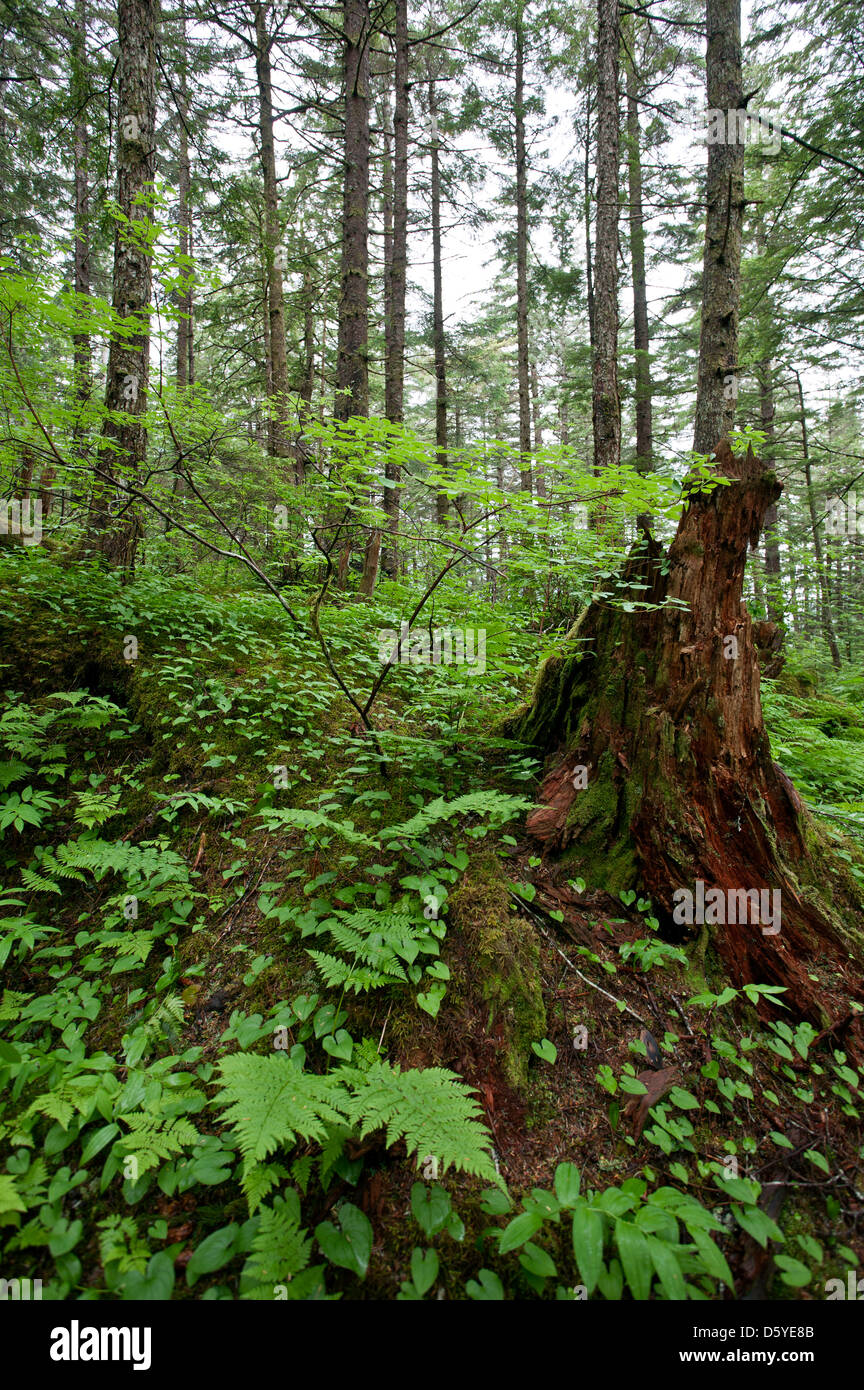 Alaska rainforest hi-res stock photography and images - Alamy