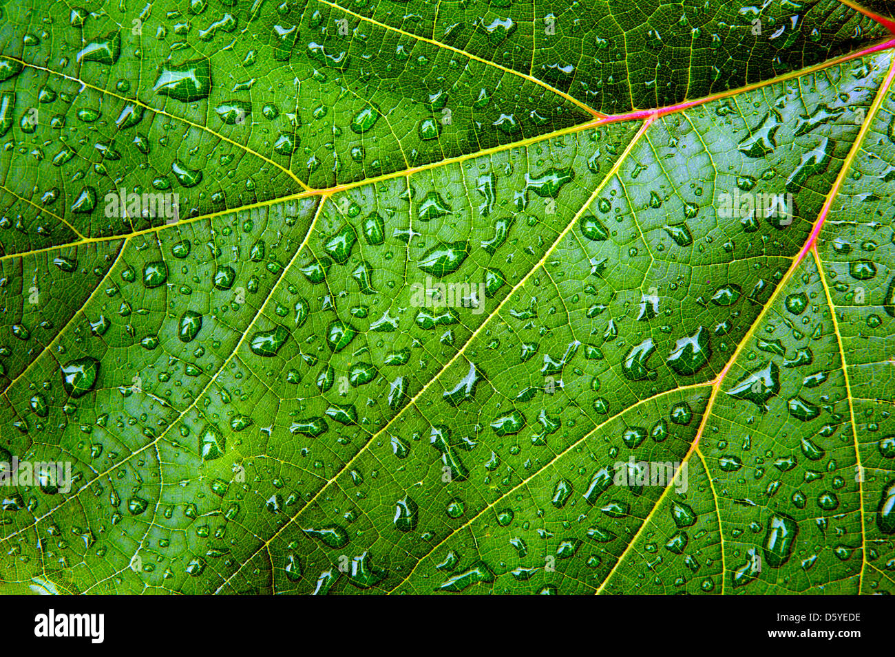 Green leaf with water drops and reflections Stock Photo - Alamy