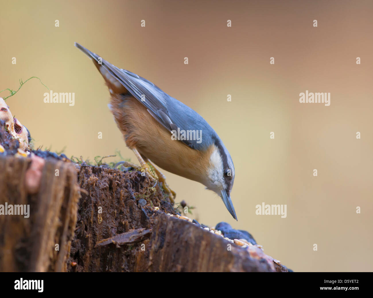 sitta europaea - nuthatch feeding Stock Photo - Alamy