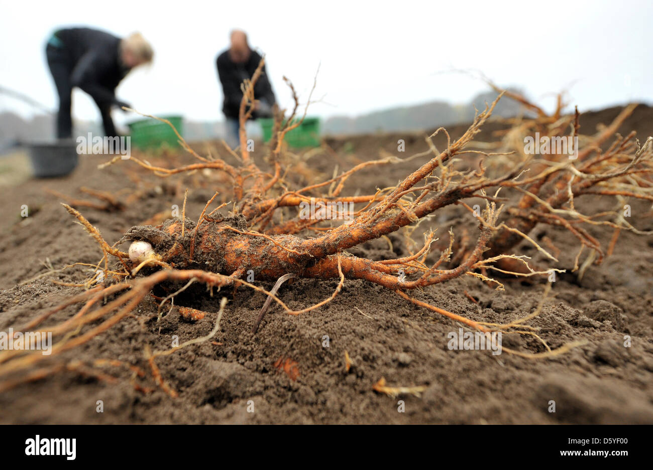 Florafarm hi-res stock photography and images - Alamy