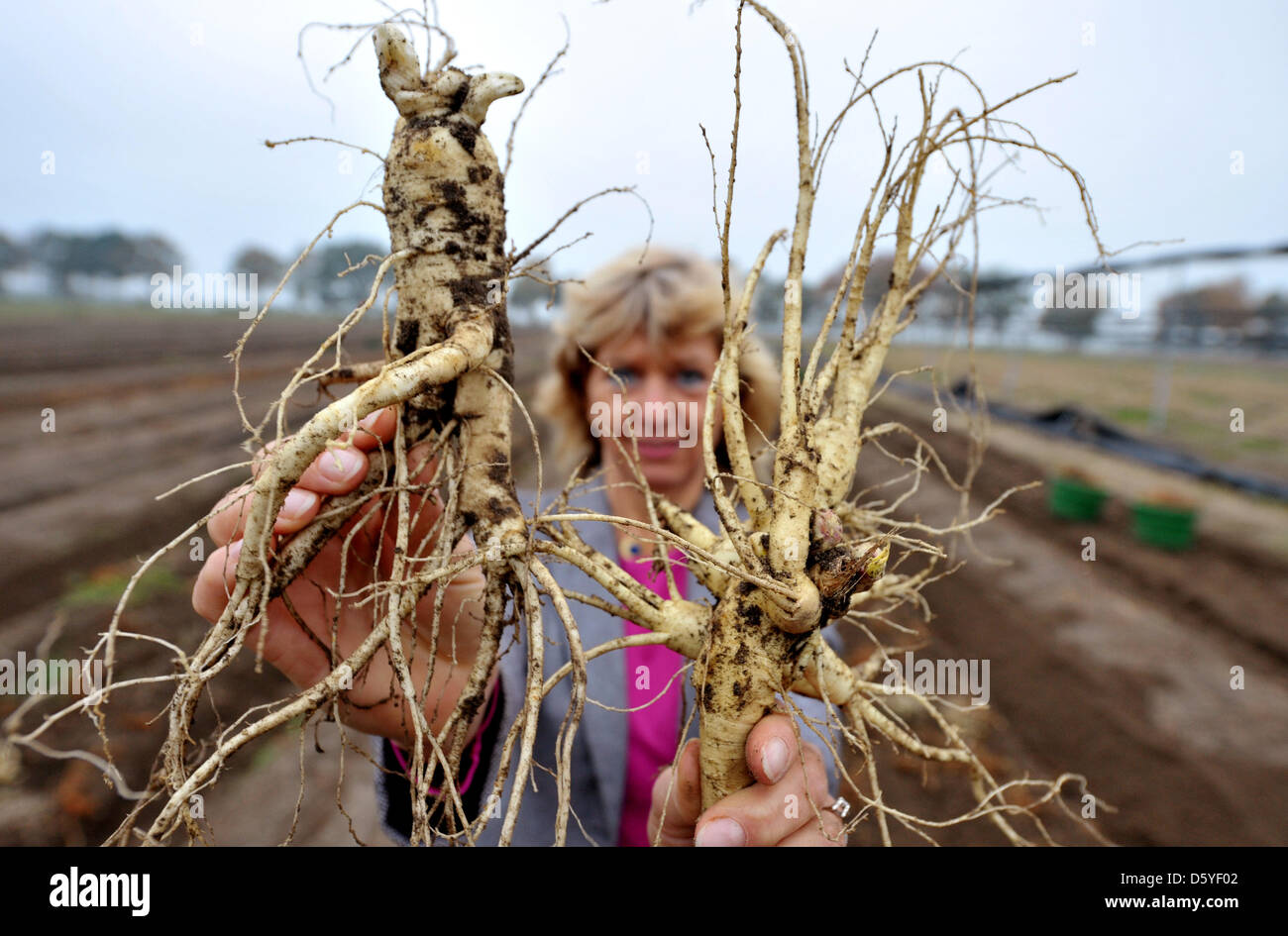 Gesine Wischmann, head of the ginseng farm, holds two ginseng roots at ...