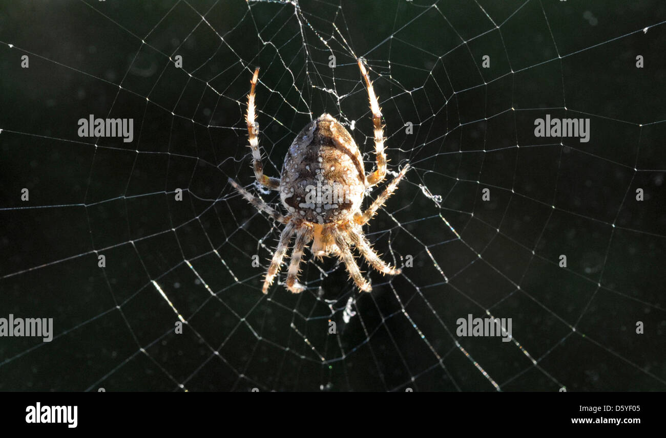A European garden spider sits on its web in Dresden, Germany, 21 ...