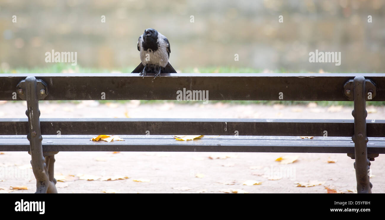 A crow sits on a bench at the pond of the Zwinger palace in Dresden ...