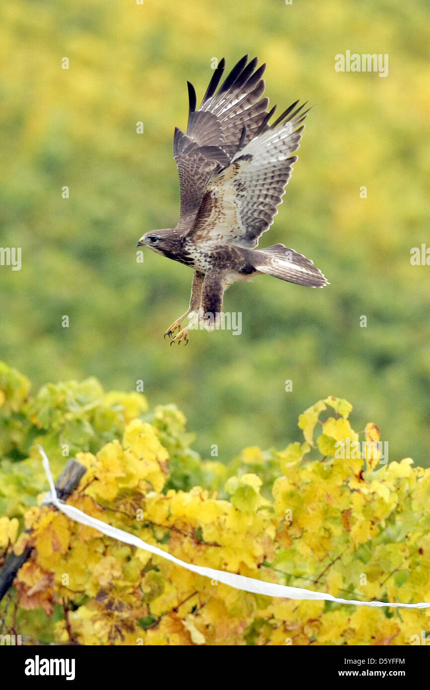A hawk takes off from an autumnally colored grape vine in a vineyard ...
