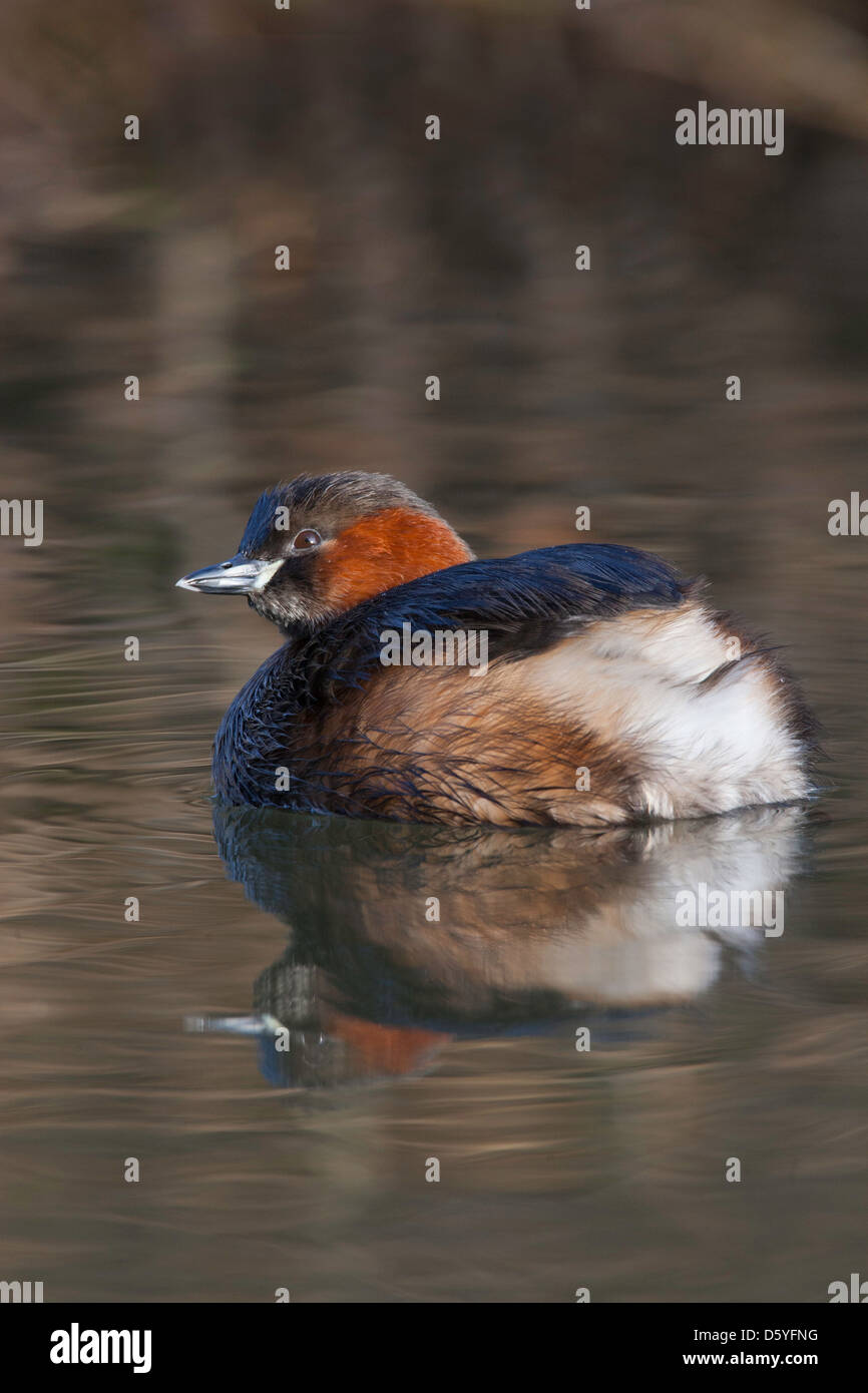 Dabchicks hi-res stock photography and images - Alamy