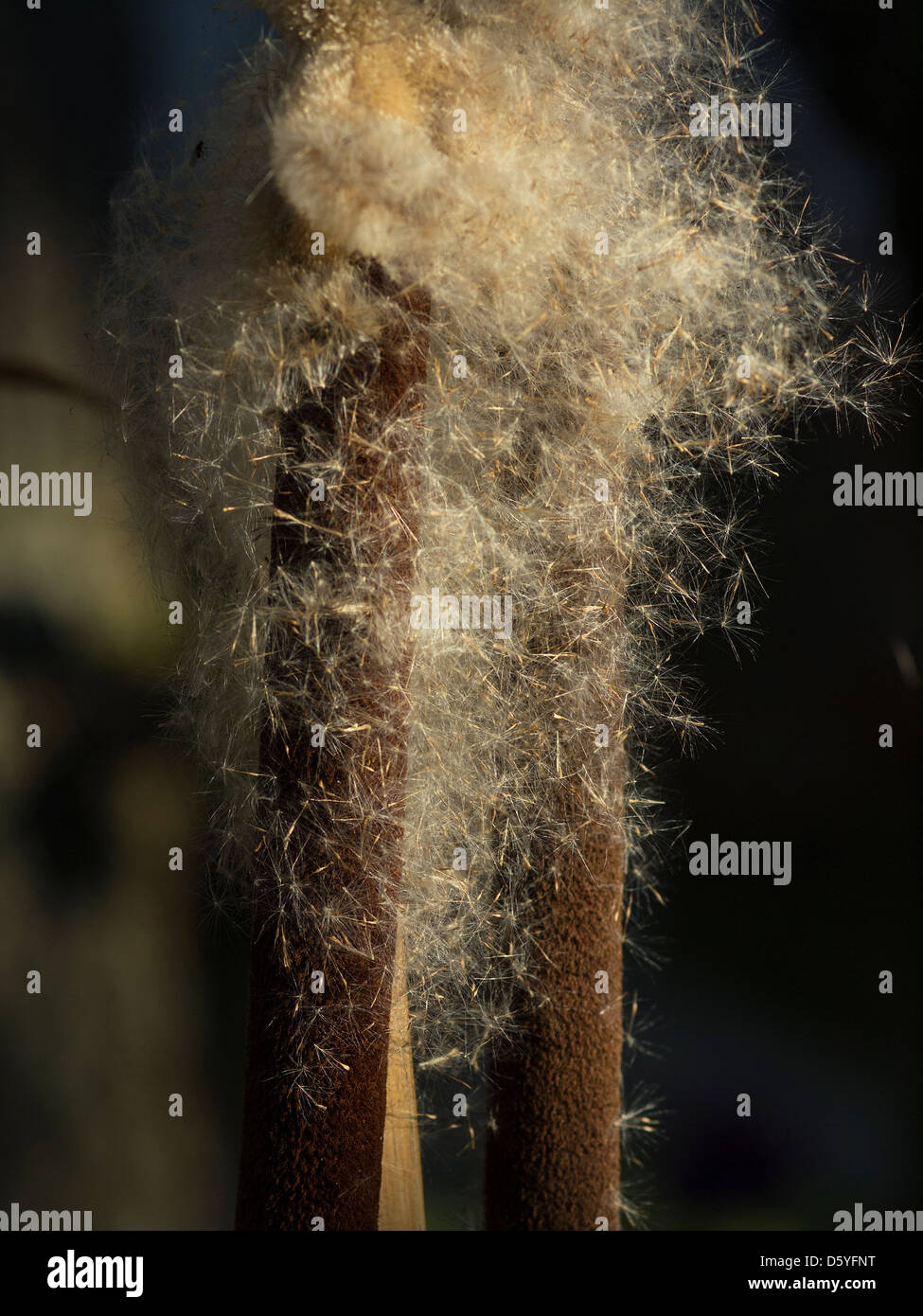 Close up of a dry cattail propagating its seeds Stock Photo - Alamy