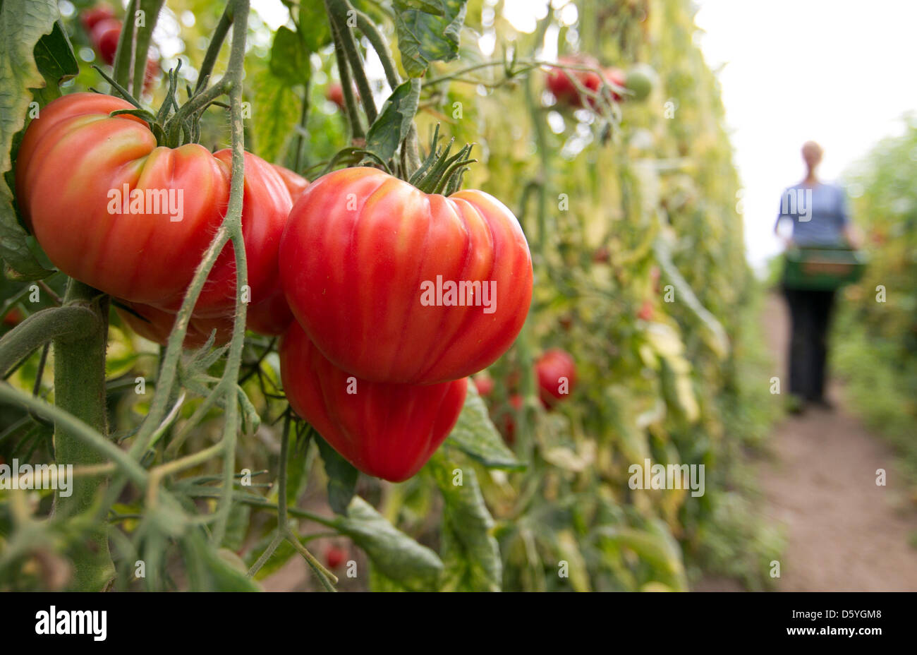 Giant ox heart-tomatoes hang from a shrub on a field on the communal ...