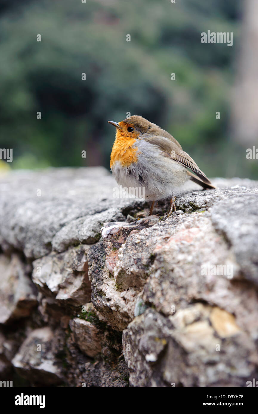 Bird with red chest hi-res stock photography and images - Alamy