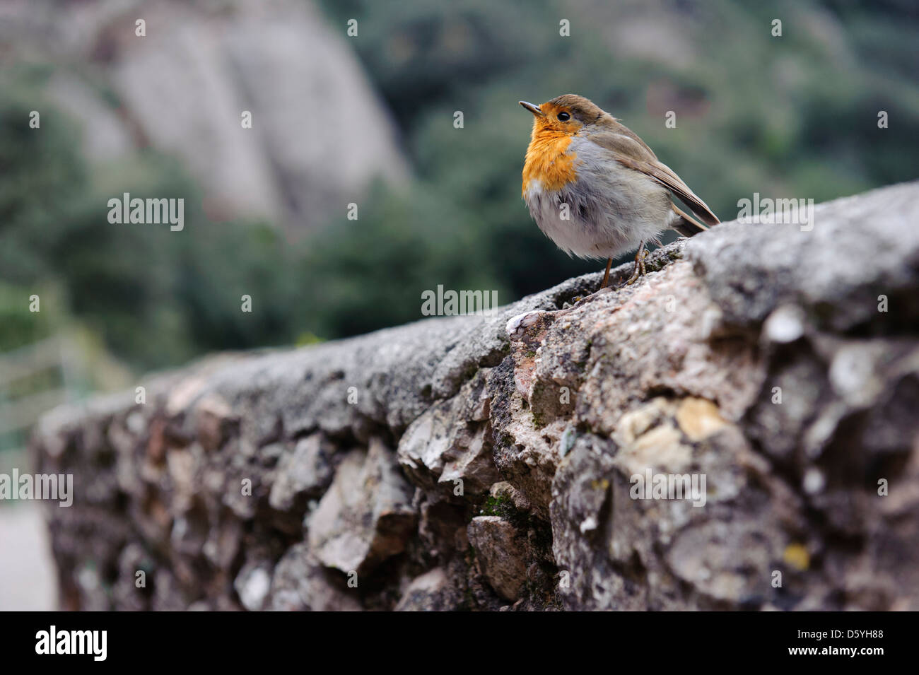 Red chest robin hi-res stock photography and images - Alamy