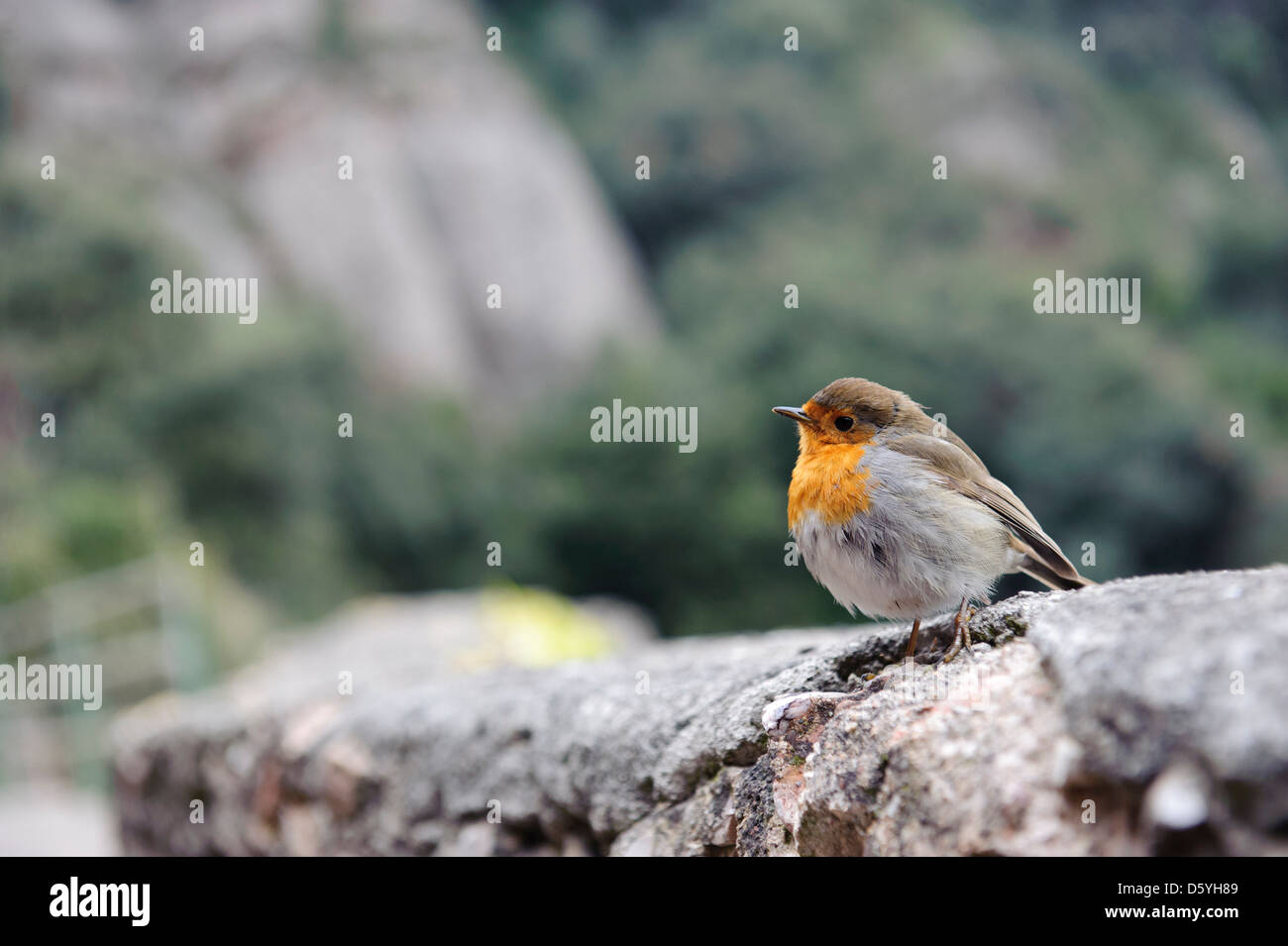 Bird with red chest hi-res stock photography and images - Alamy