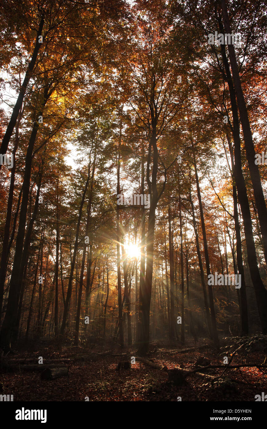 The evening sun illuminates an autumn forest in Grosskarlbach, Germany ...