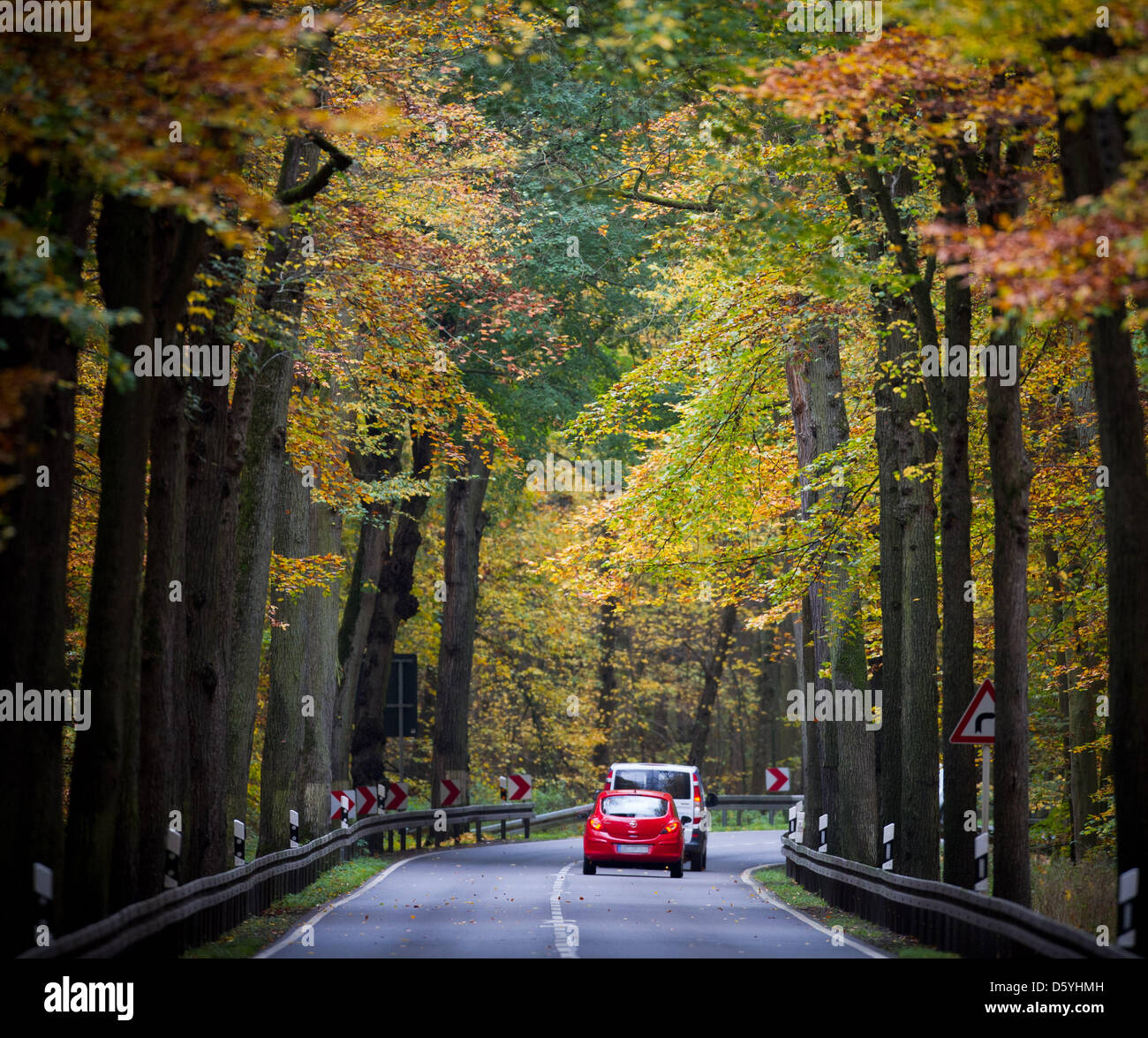 Templin germany forest hi-res stock photography and images - Alamy