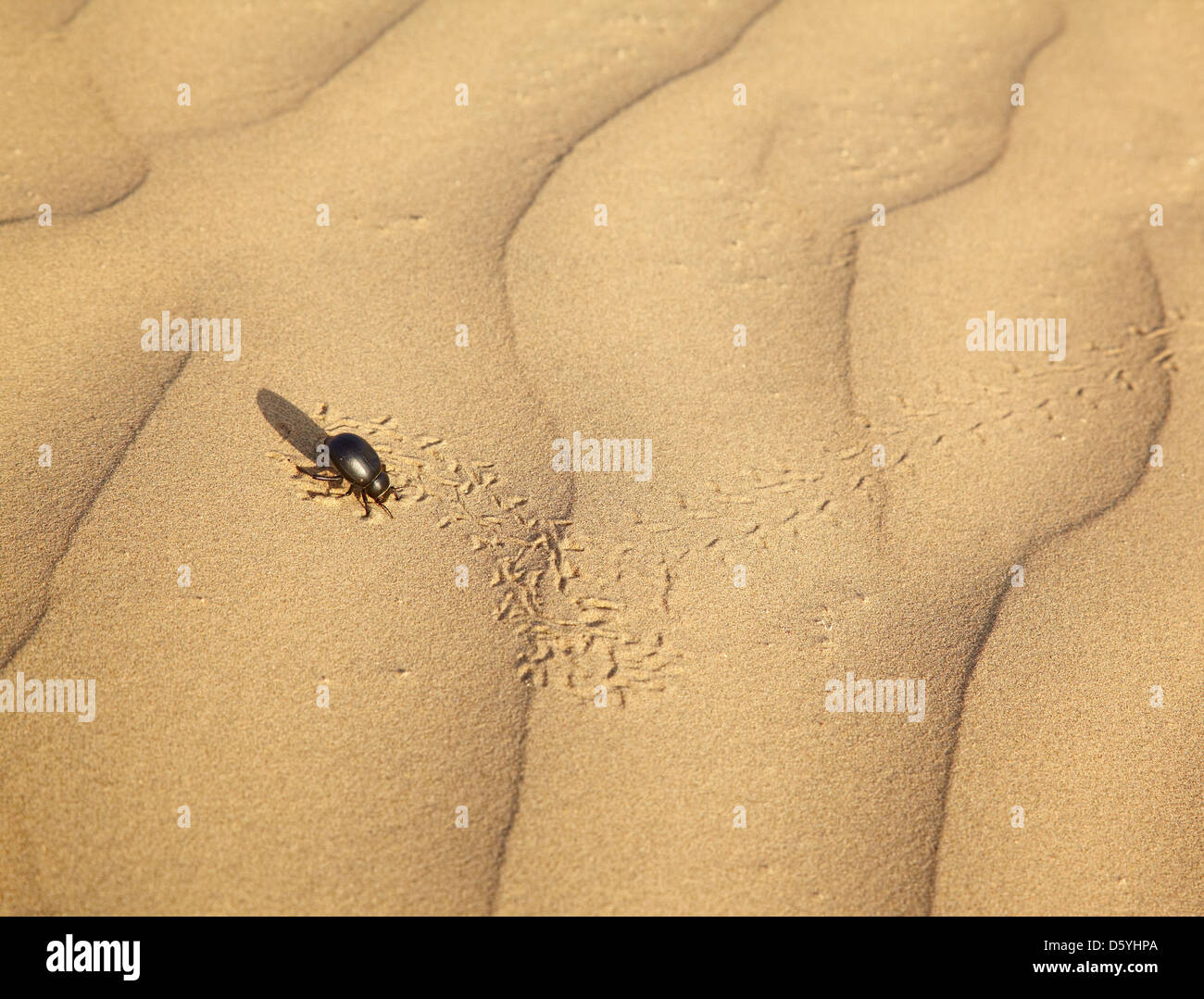 Scarabaeus on sand Stock Photo - Alamy