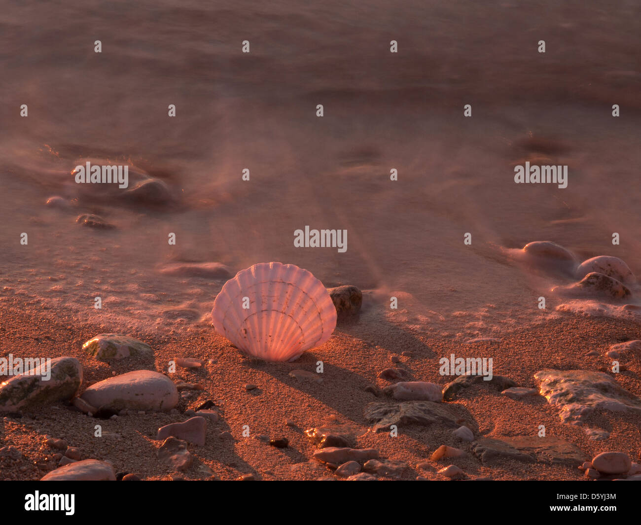 shell and sea in the golden sunset Stock Photo - Alamy