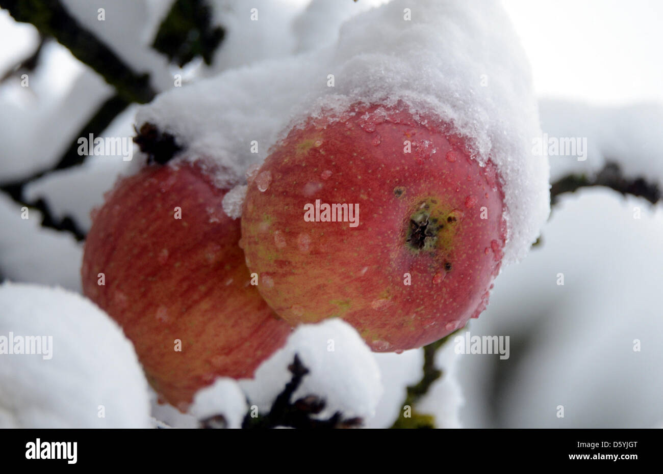 Ripe apples on a tree are covered in snow in Weimar, Germany, 27 ...