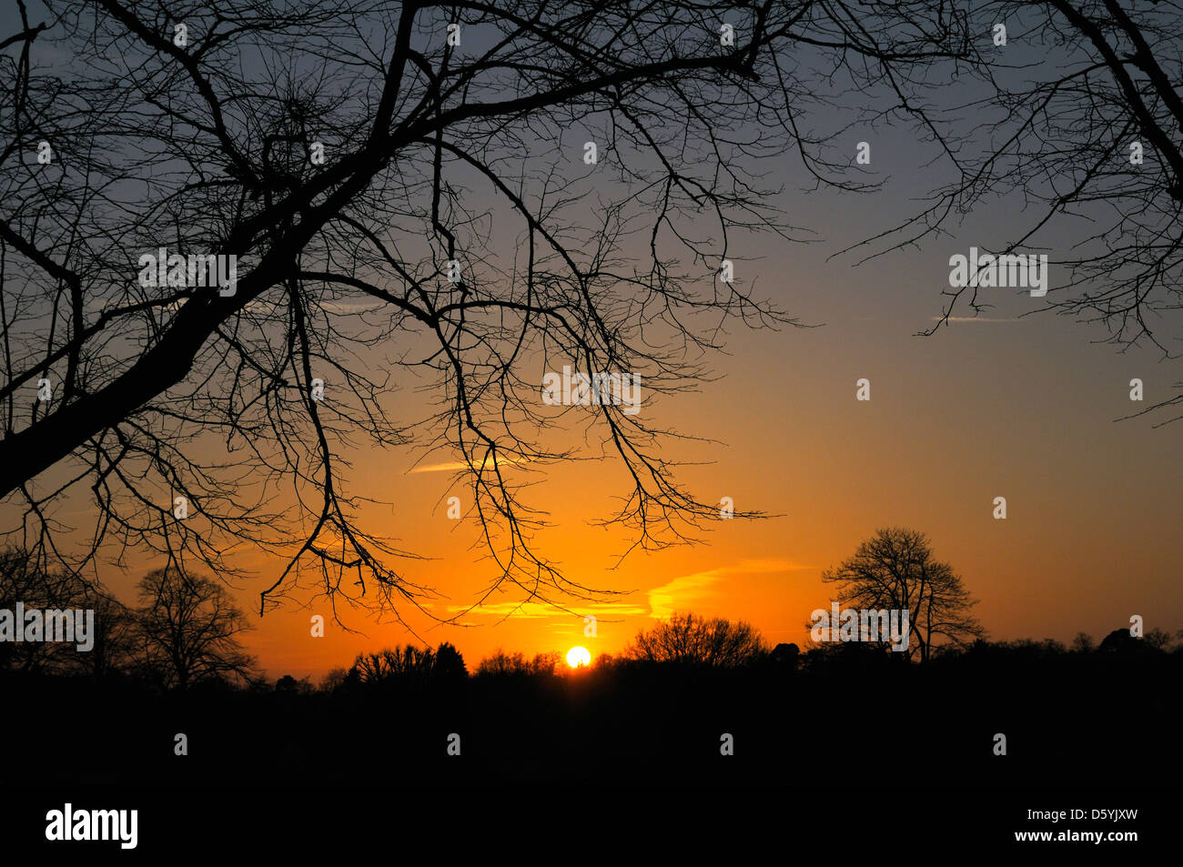 Silhouette winter trees hi-res stock photography and images - Alamy