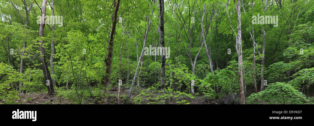Damyang High Resolution Stock Photography and Images - Alamy