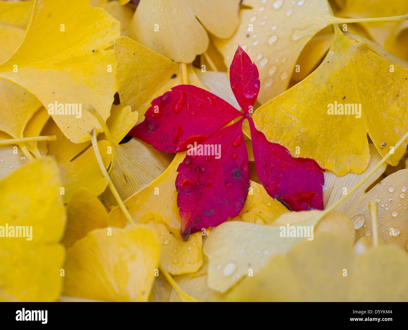 Yellow Ginko leaves are pictured before a blue sky in Briesen, Germany ...