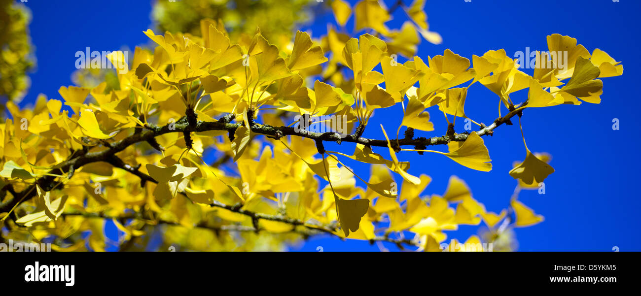 Yellow Ginko leaves are pictured before a blue sky in Briesen, Germany ...